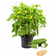 Set of 2 Luffa Live Plants, 4-6 Inch Tall Loofah Sponge Vine Starters ...