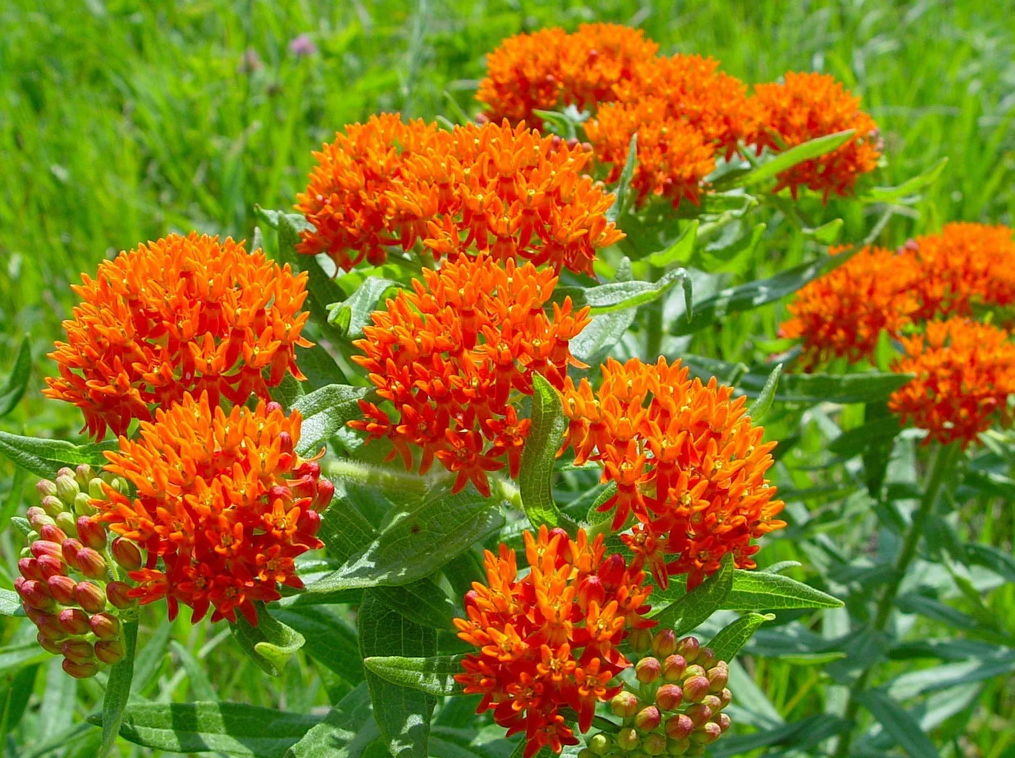 Set of 2 Orange Milkweed Live Plants, Asclepias Tuberosa Flowering ...
