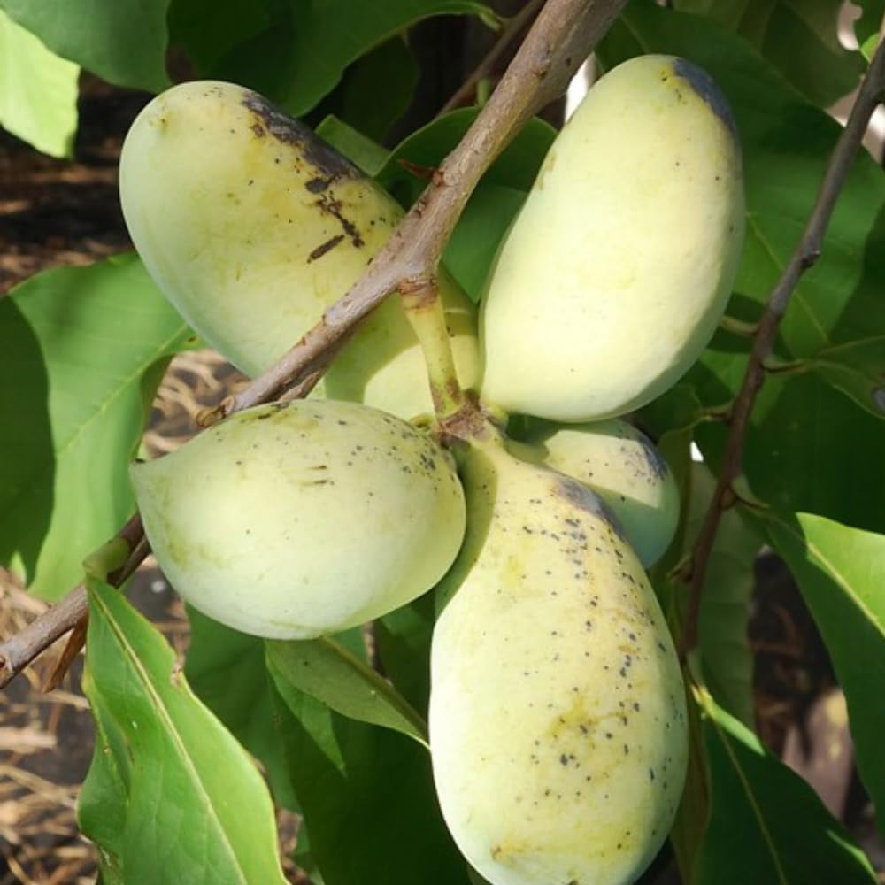 Pawpaw Fruit Trees
