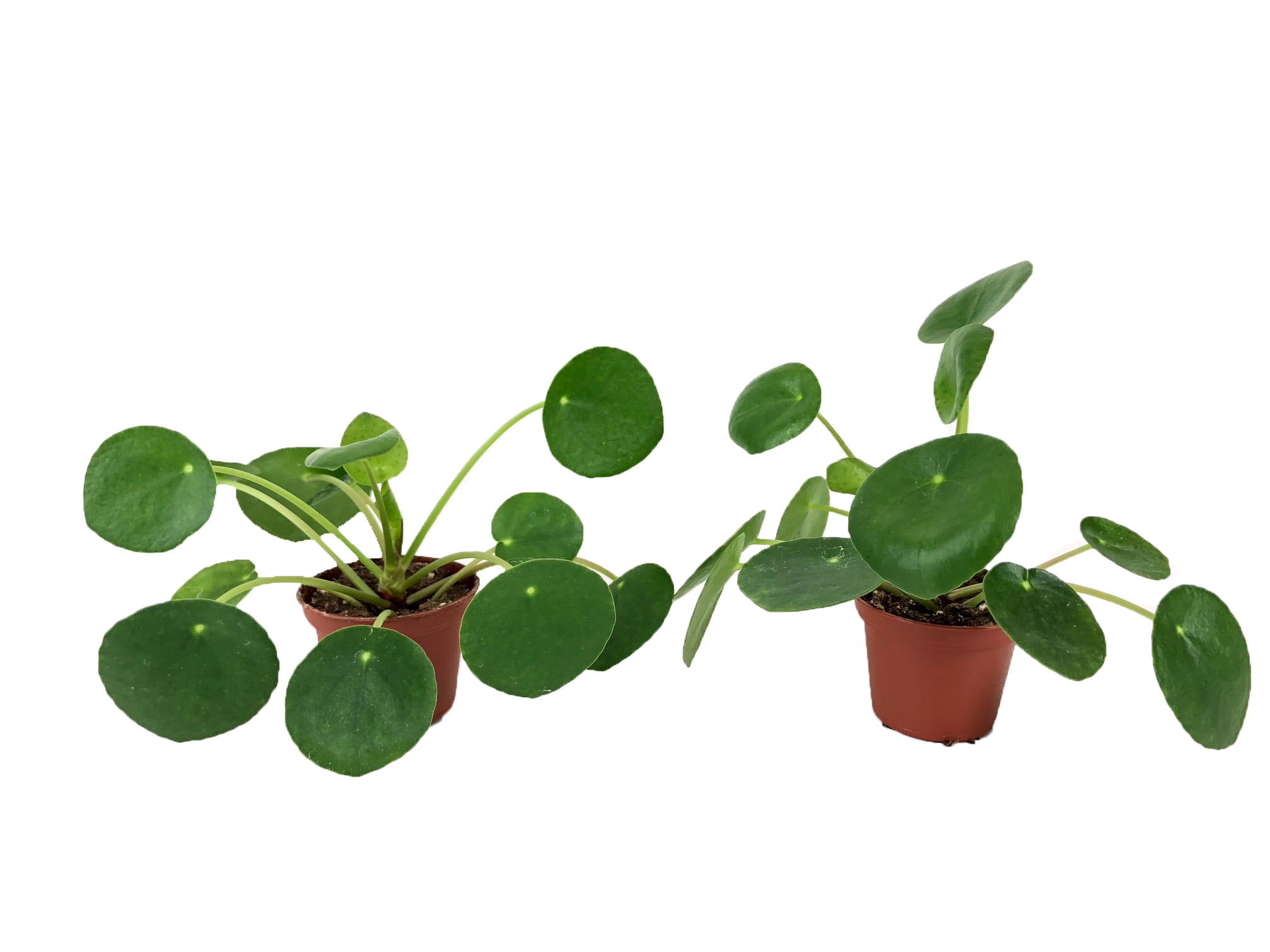 "Live Pilea Peperomioides Houseplants Set of 2, Indoor UFO Plant in 2 ...