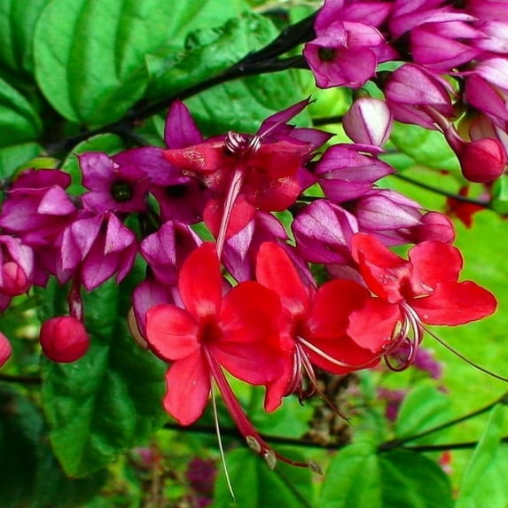 Set of 2 Red Bleeding Heart Plants – Clerodendrum Starter Plants, 3 to ...
