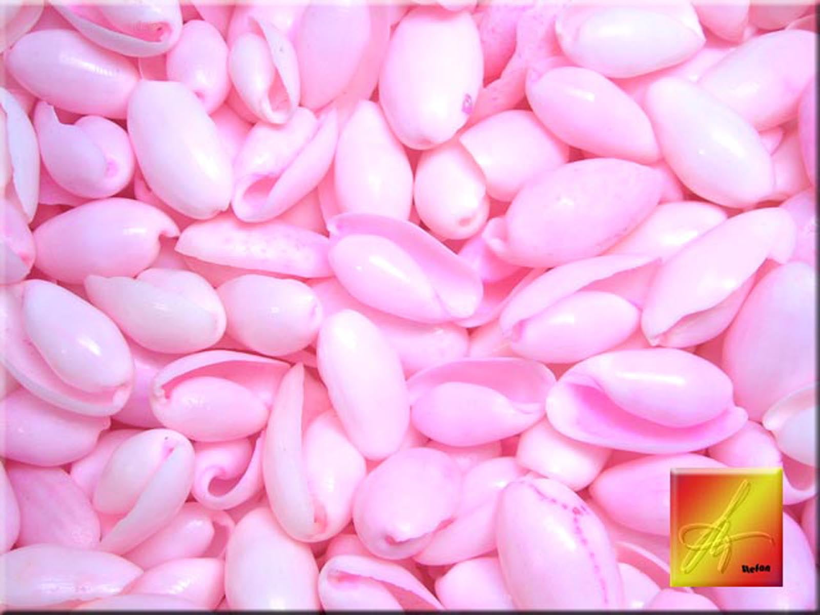 Set of 200 Small Pink Bubble Shells Dyed Seashells 3/4 - 1" (19-26 mm ...