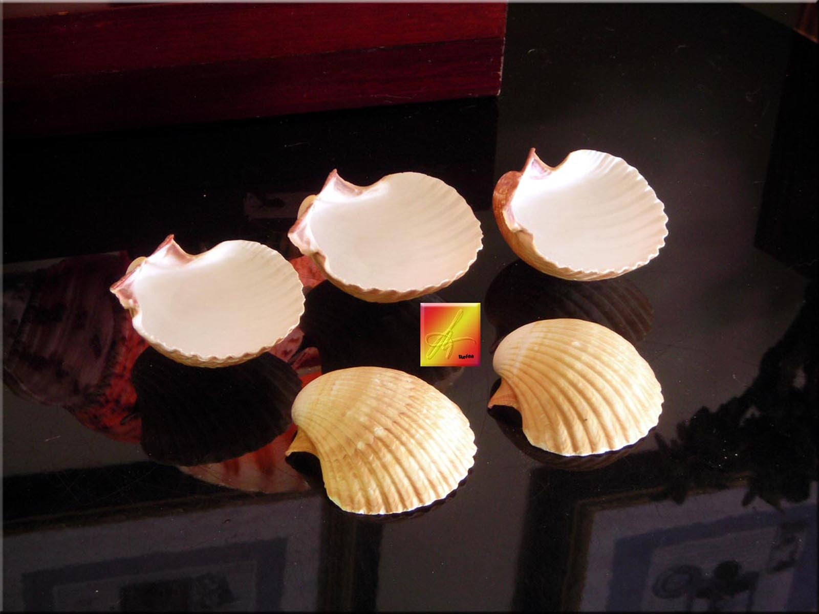 Set of 24 Large Mexican Deep Baking Scallops 3" Baking Shells Beach ...