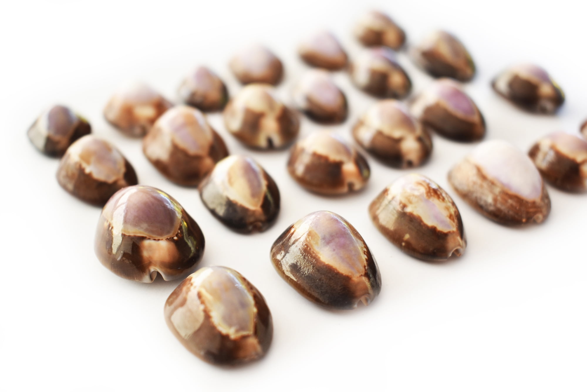Set of 24 Purple Top Snakehead Cowrie Shells 1" Beach Crafts Coastal ...