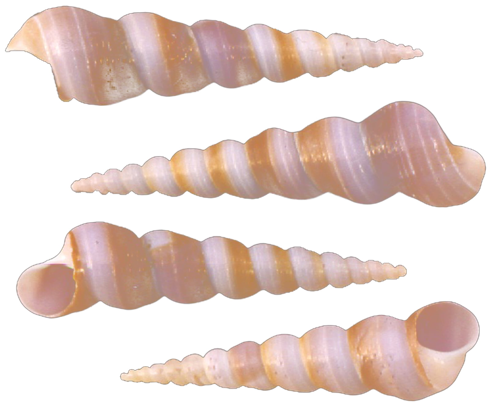 Set of 24 Purple Turritella Turretella (Screw Shells) 2-3" Beach Crafts ...