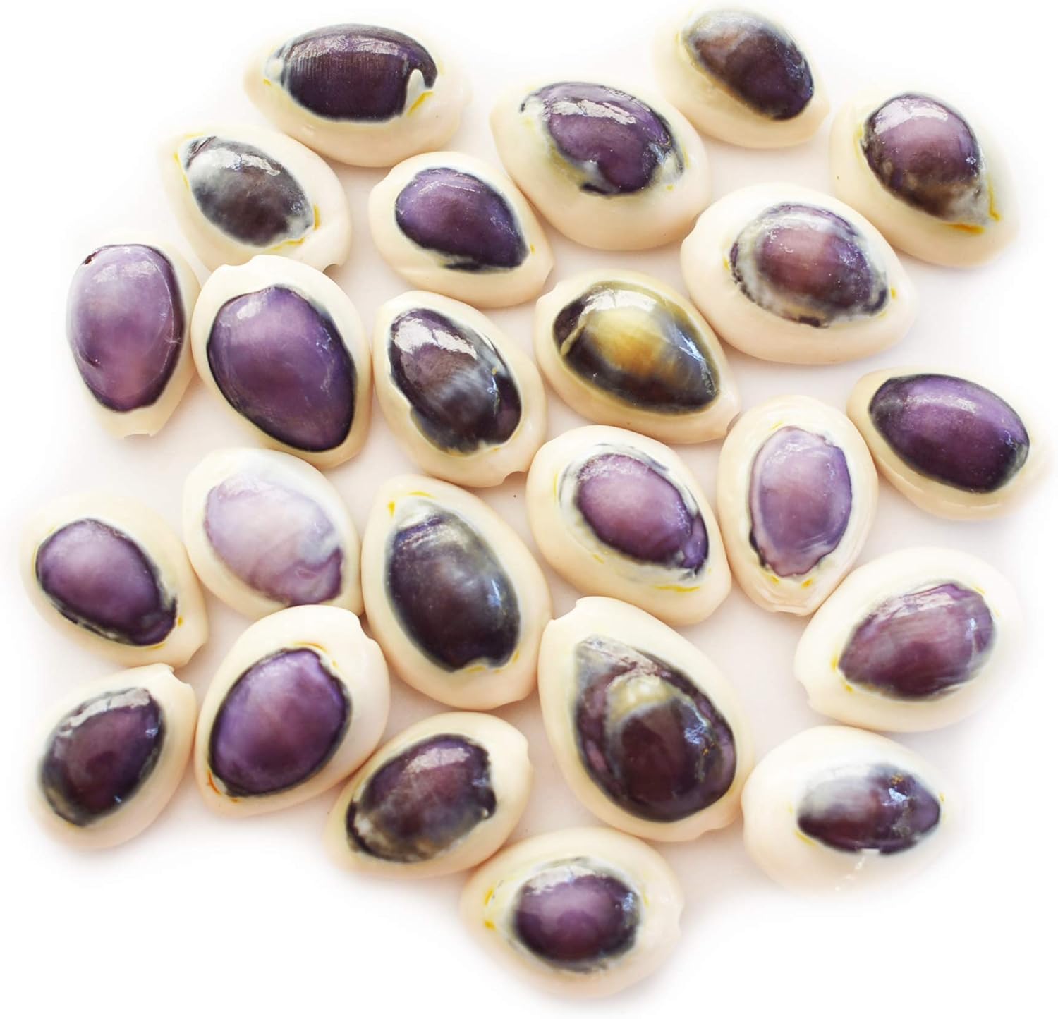 Set of 24 Select Purple Top Money Cowrie Shells Seashells 1/2-1 ...