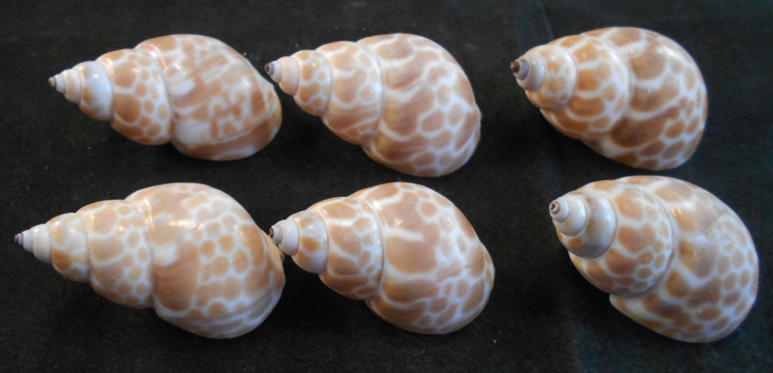 Set of 24 Small Babylonia Japonica Shells 1" - 1 1/2" Seashells for ...
