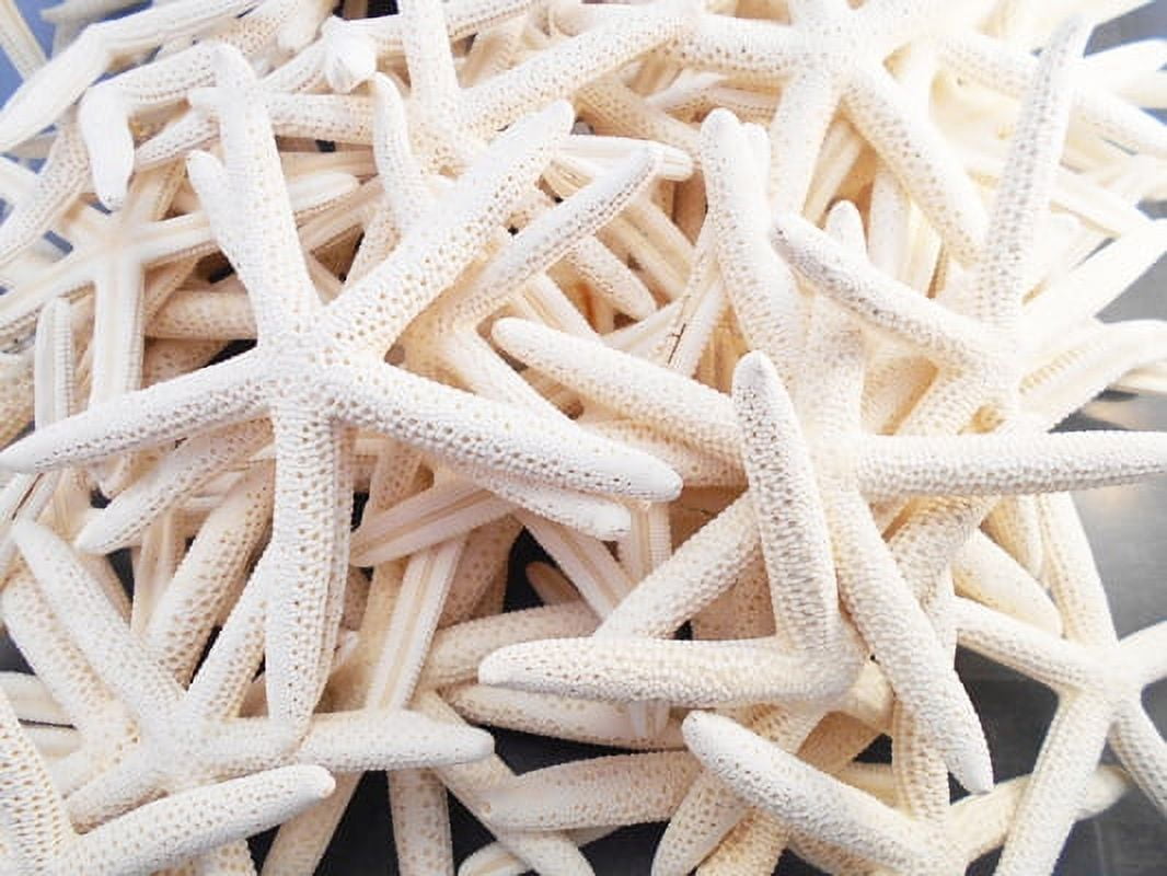 Set of 24 Small White Finger Starfish 2" - 3" Beach Weddings Crafts ...