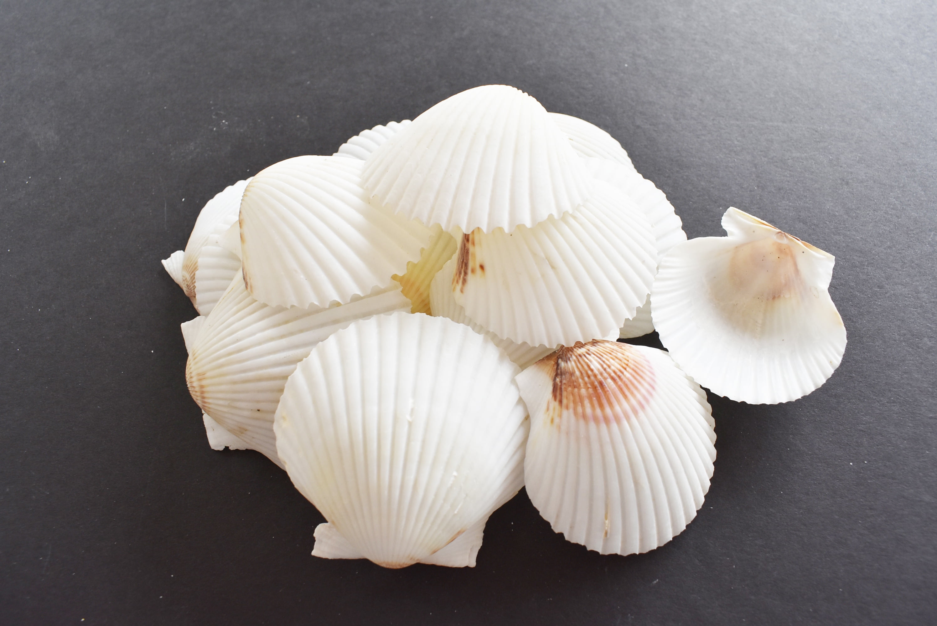 Set of 24 White Gulf Scallop Shells (about 2" / 50mm) Crafts Beach ...