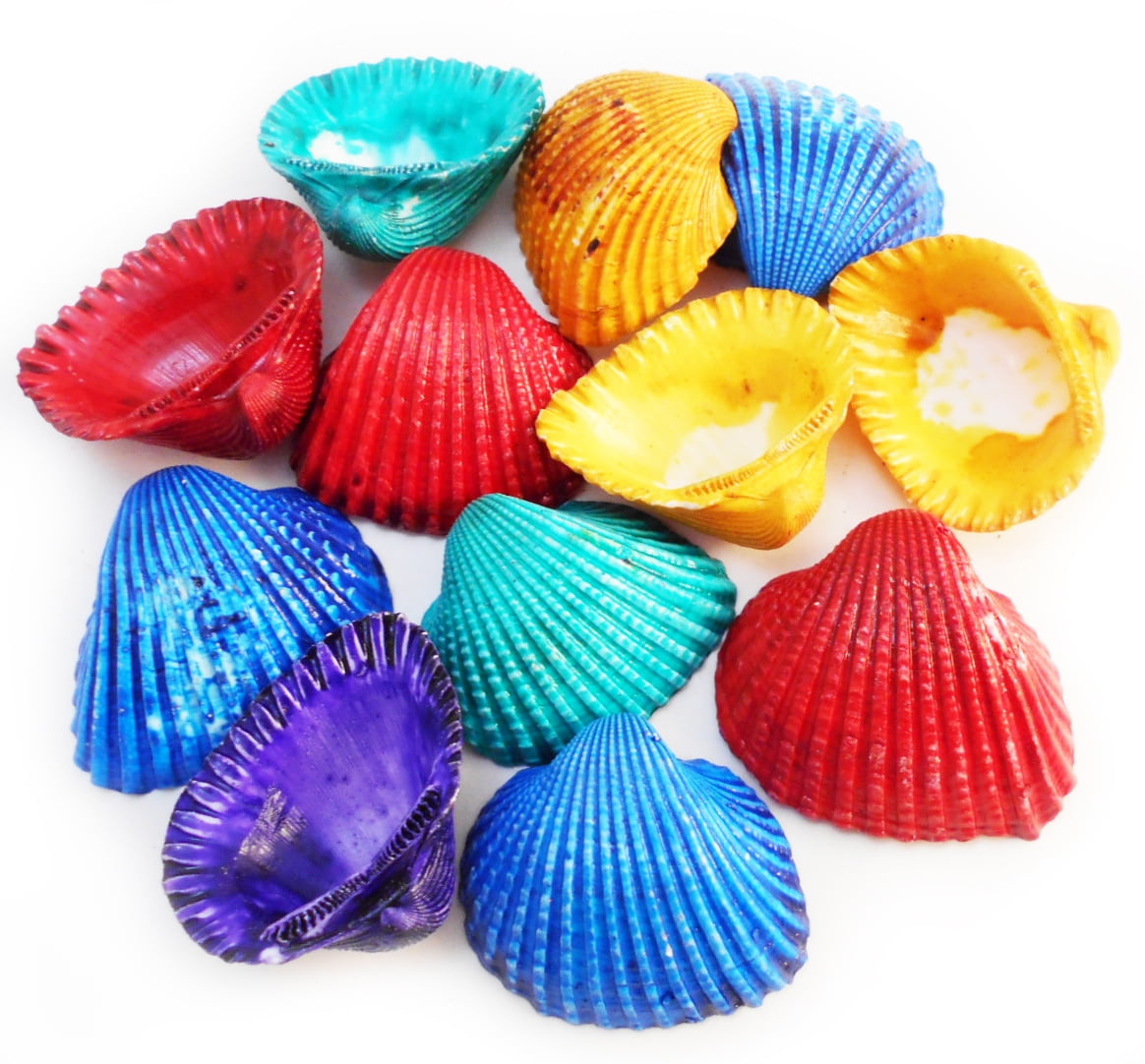 Set of 25 Large Dyed Ark Shells Color 1 1/4"- 1 3/4" Beach Crafts ...