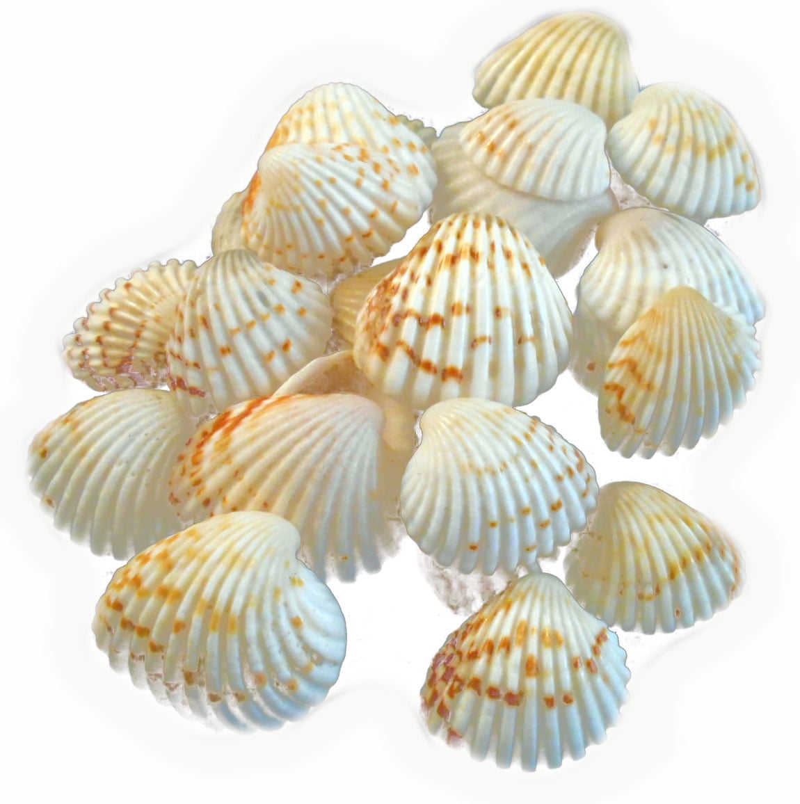 Set of 25 Small Brown and White Ark Shells (3/4' - 1") for Beach Crafts ...