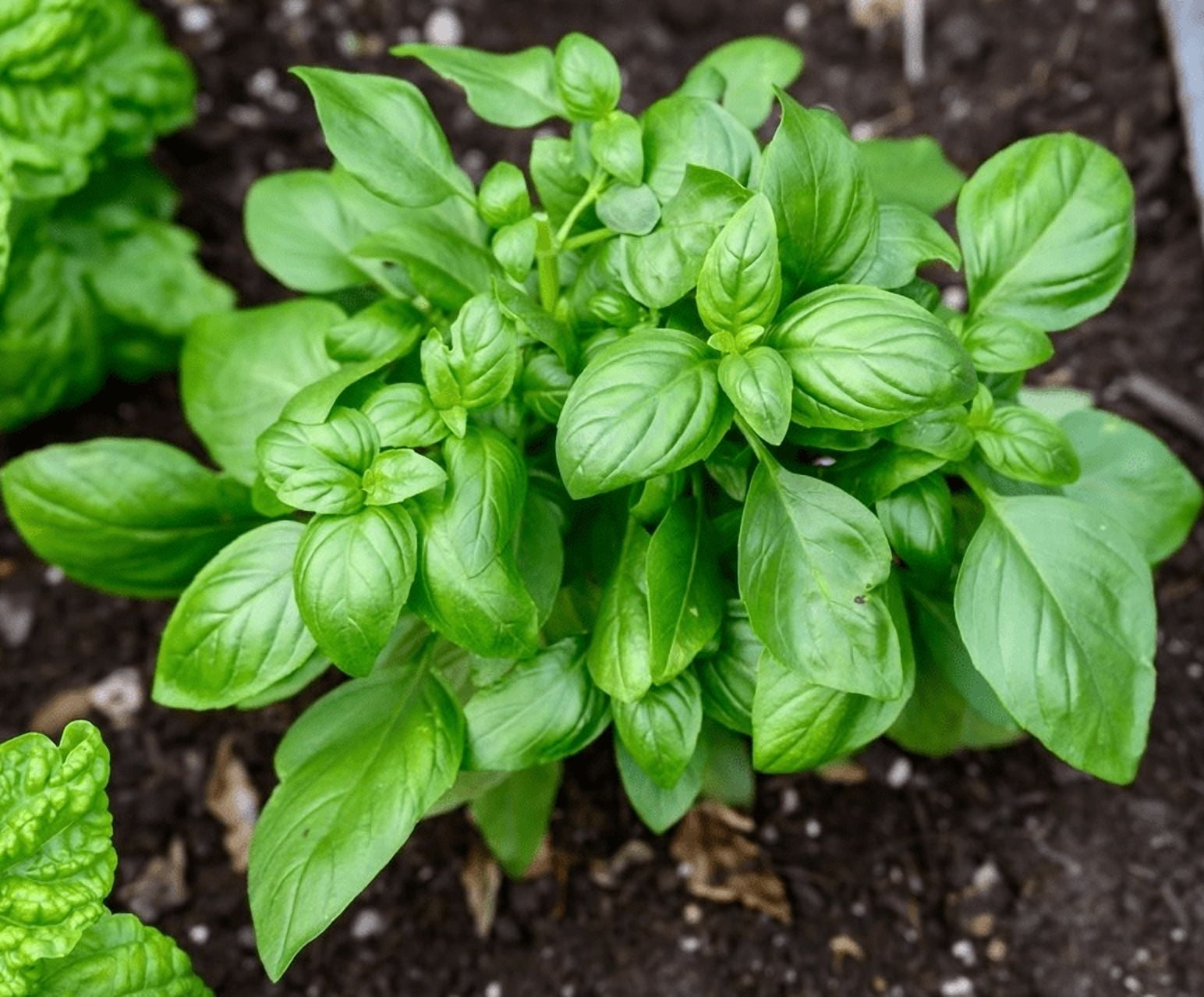 Set of 3 Basil Plants Live in 4 Inc Potted, Live Sweet Basil Plants ...