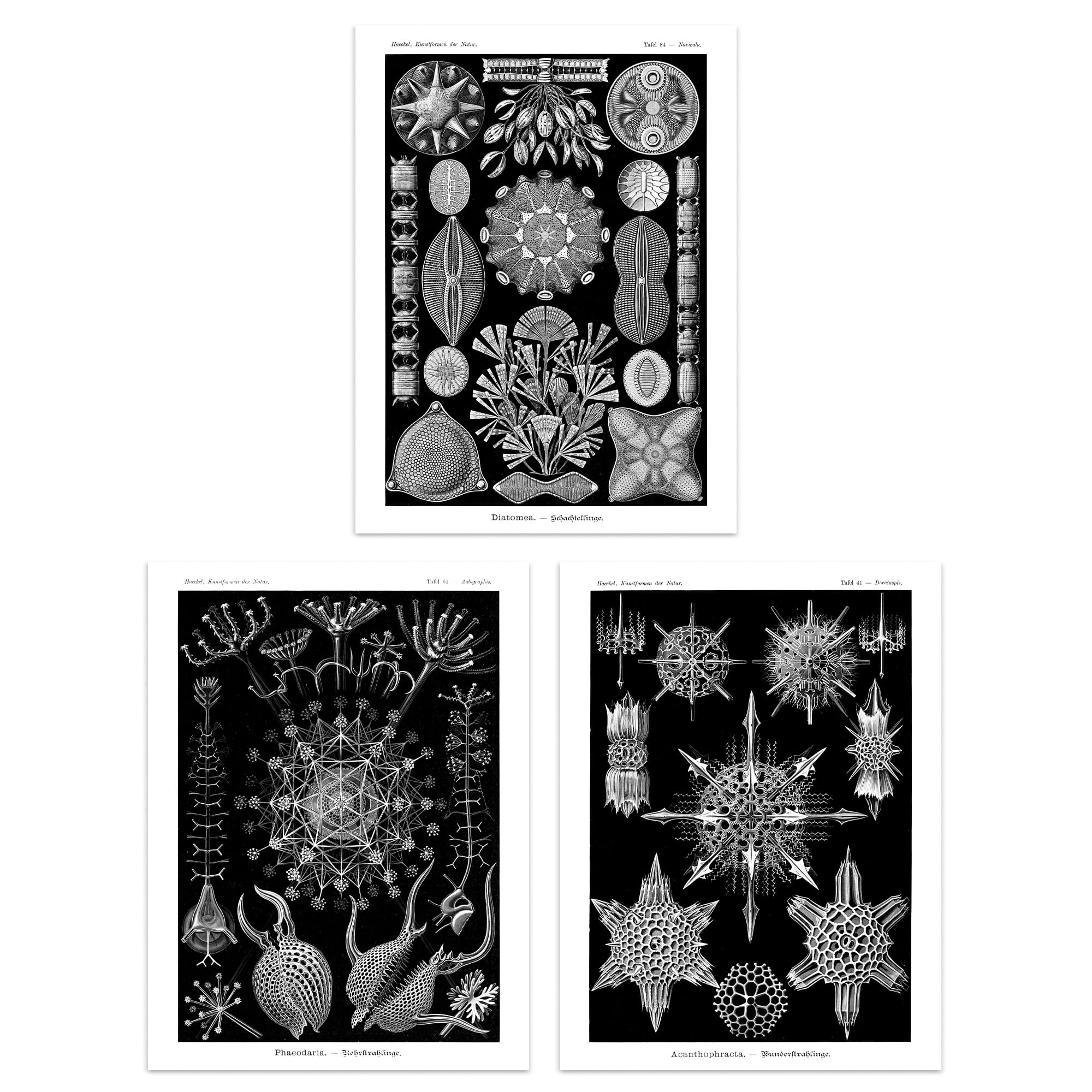 Set of 3 Diatom Microalgae Black and White Haeckel Vintage ...