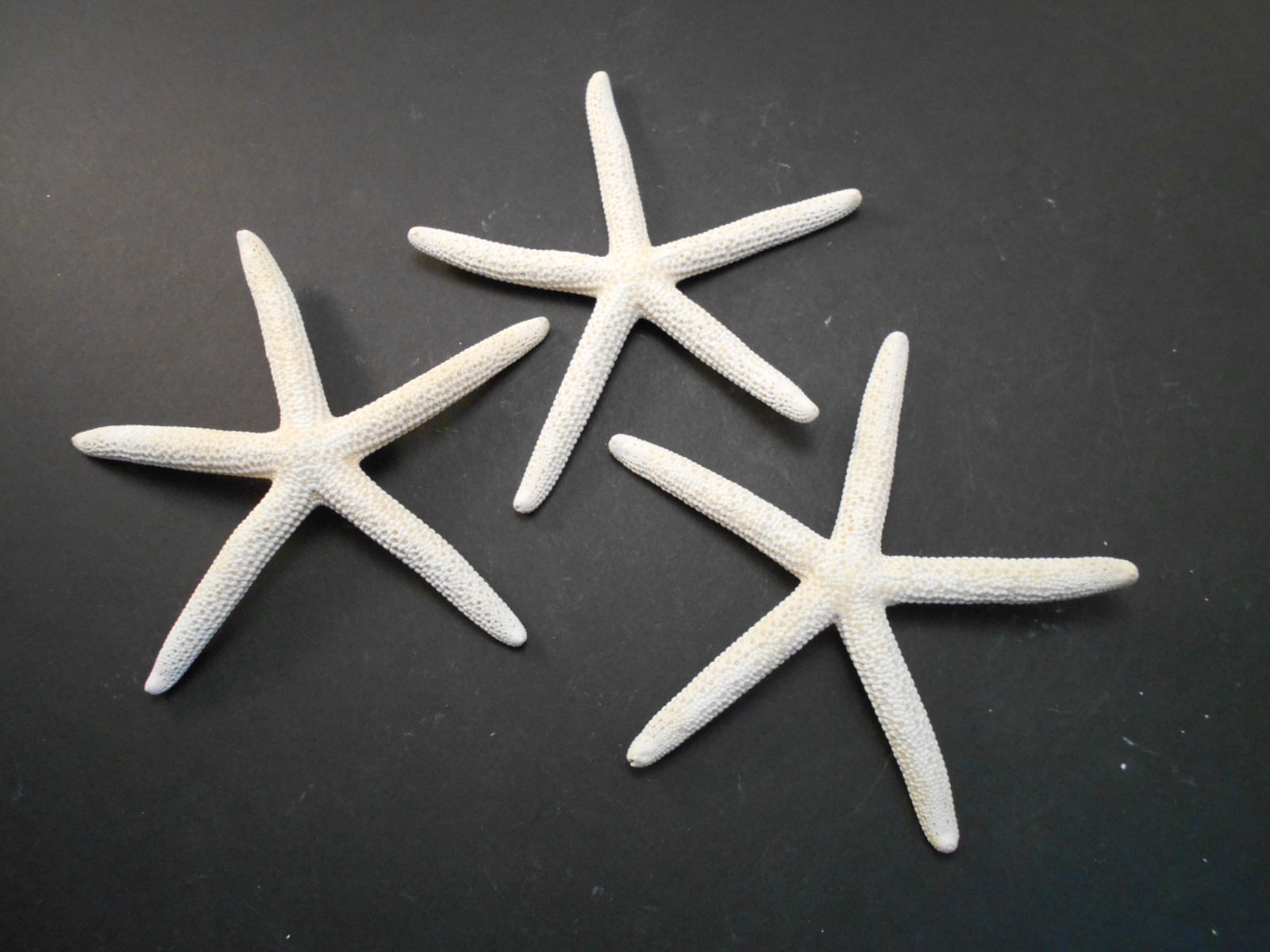 Set of 3 Extra Large White Pencil (Finger) Starfish 8-9" Beach Wedding ...