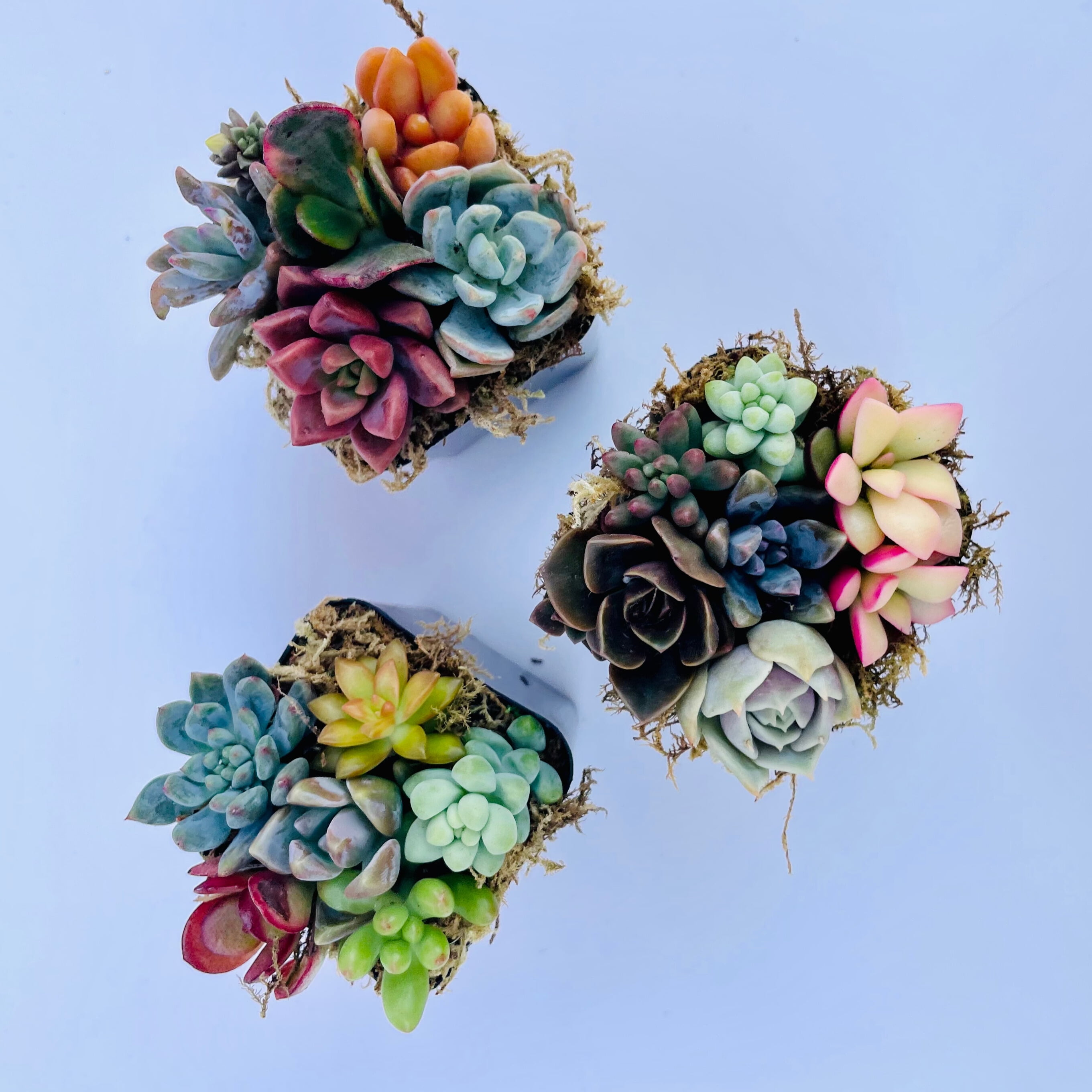 Fairy Farts Live Mini Indoor/Outdoor Succulent Gardens - Set of 3 Houseplants in 2 inch Pot ...