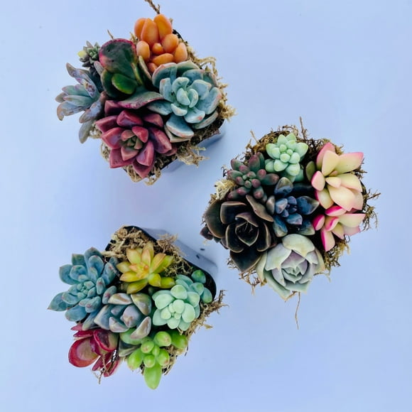 Succulent Plants in Indoor Plants - Walmart.com
