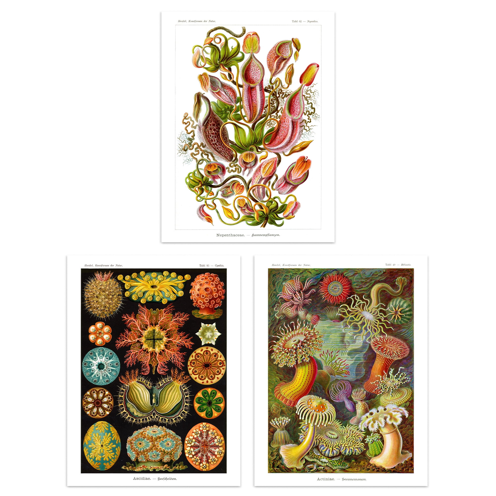 Set of 3 Haeckel Colourful Vintage Illustrations Nepenthaceae Actiniae ...