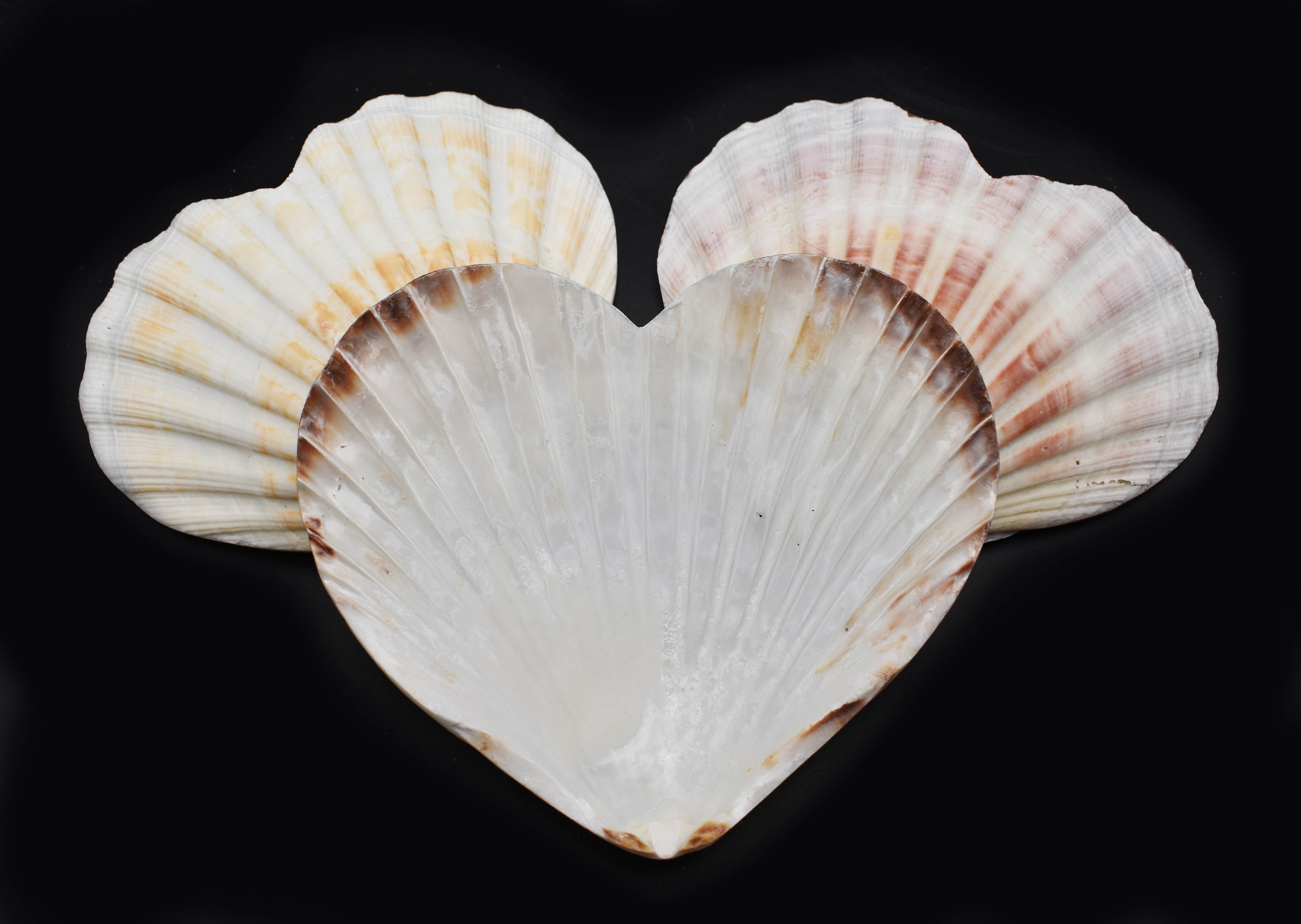 Set of 3 Heart Shaped Natural Scallop Shells (4") Beach Crafts Coastal Decorating - Walmart.com