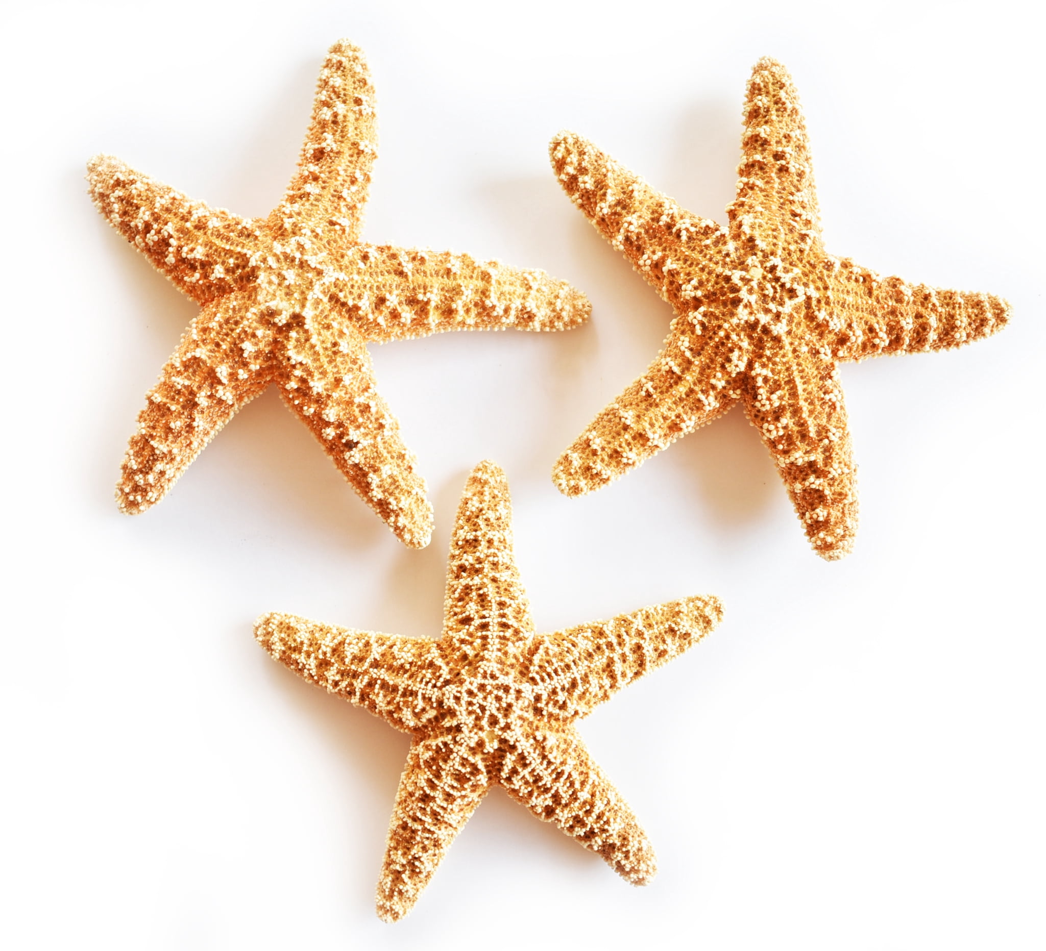 Set of 3 Real Dried Small Sugar Starfish (4-6") Beach Arts and Crafts ...