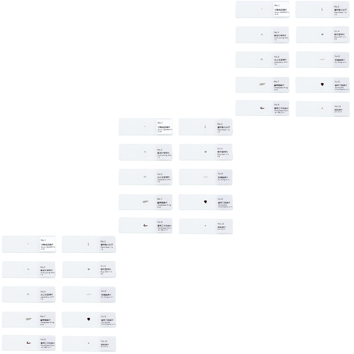 Set of 3 Sample Specimens Microscope Slides Critter Insect Observation ...
