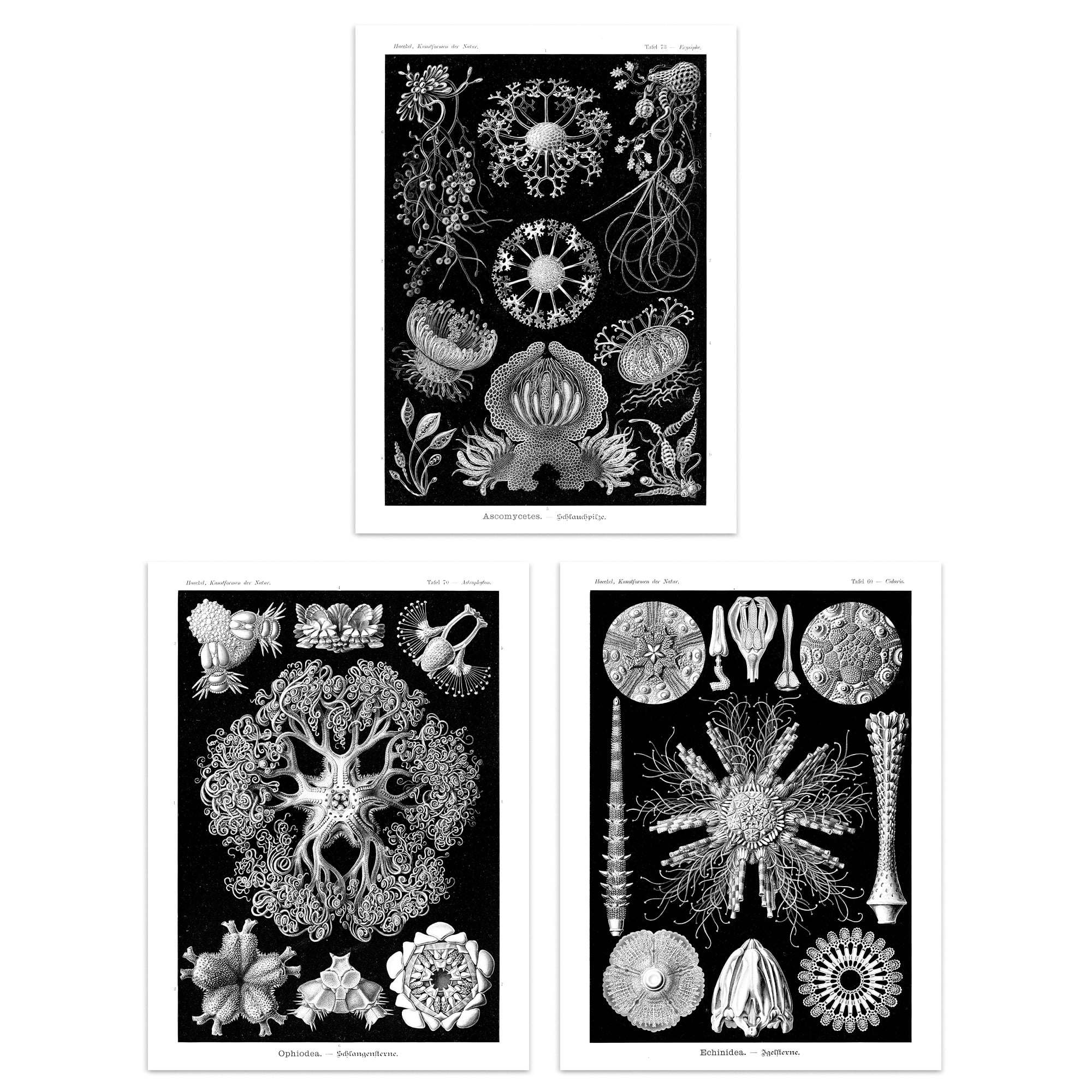 Set of 3 Sea Urchins Black and White Haeckel Vintage Illustrations ...
