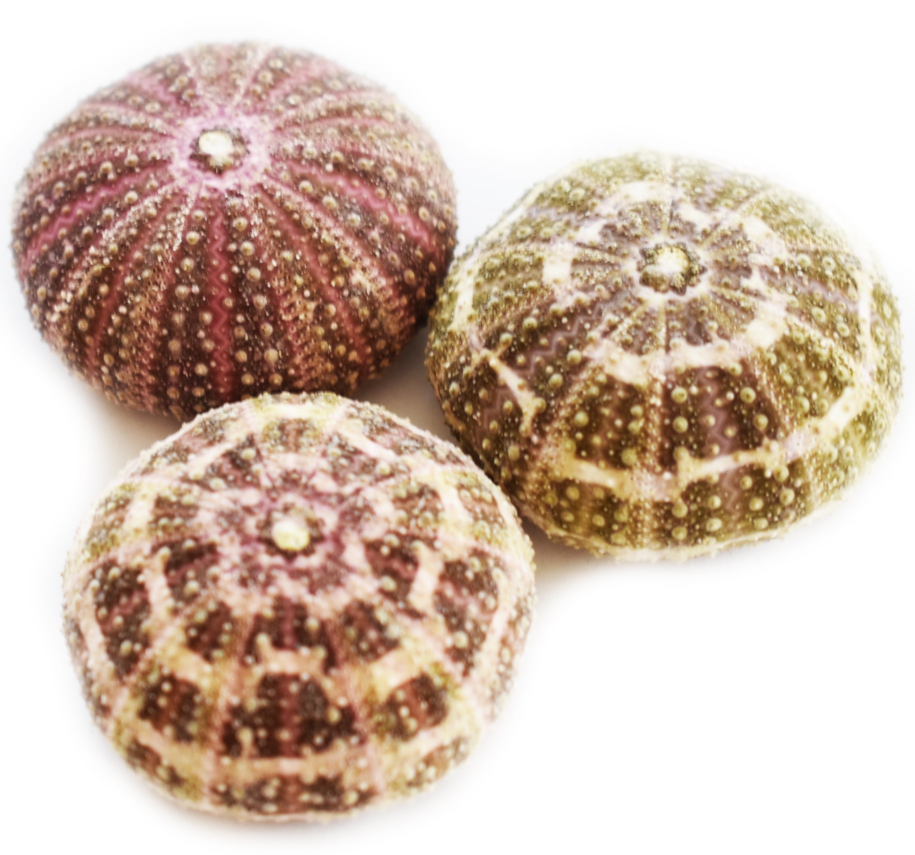 Set of 3 Small Beautiful Alfonso Gator Sea Urchin Shells 2"- 3" Coastal ...