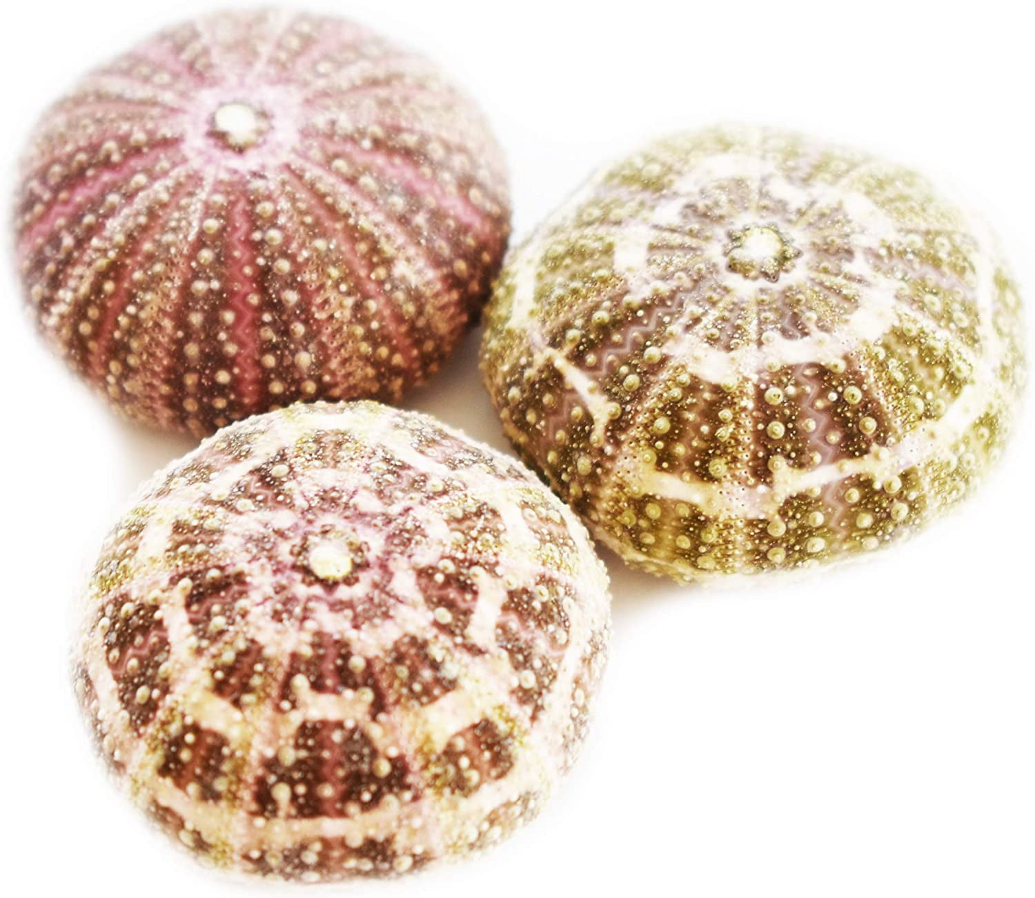 Set of 3 Small Beautiful Alfonso Sea Urchin Shells 2"- 3" Coastal Beach ...