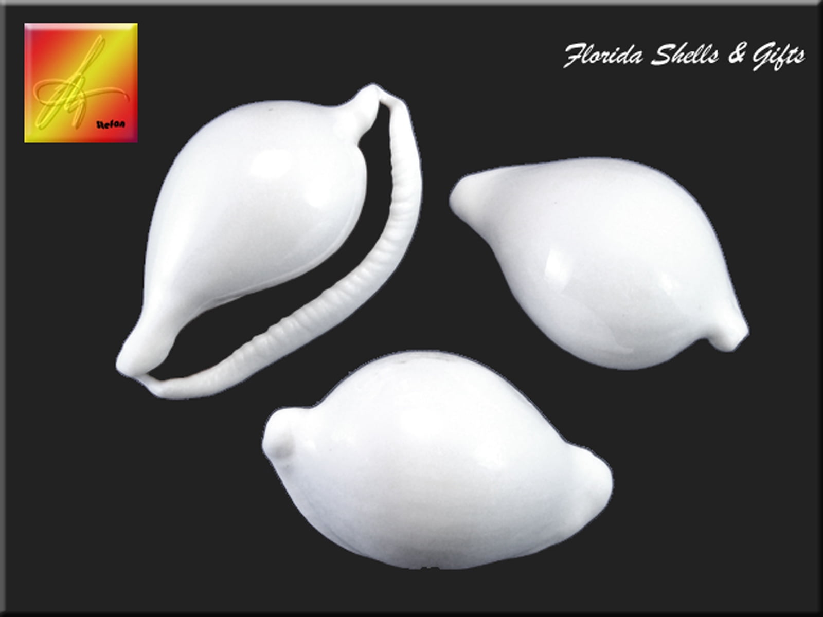 Set of 3 White Egg Cowries (Ovula Ovum) 3" Shell Seashell Beach Crafts ...
