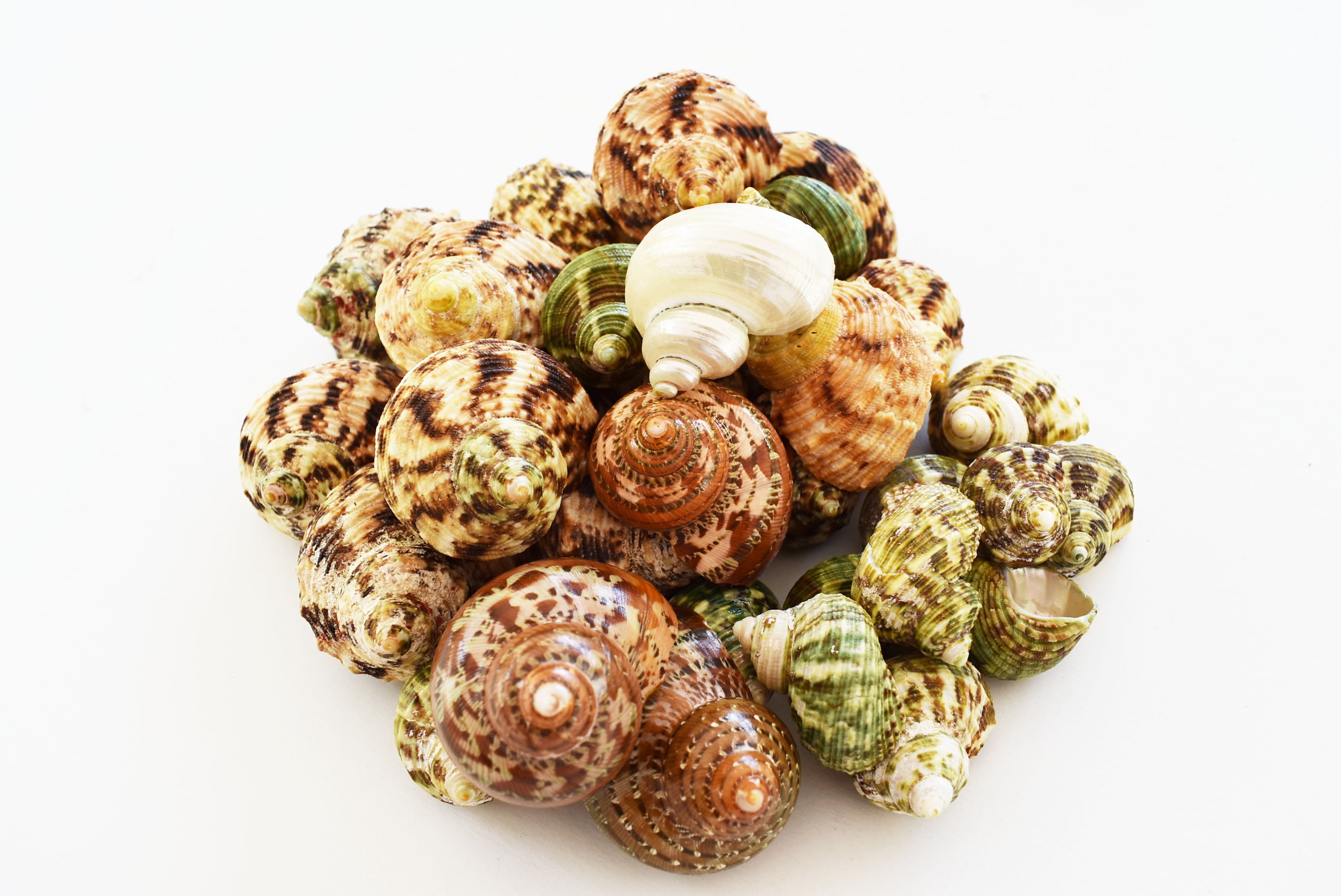 Set of 30 Hand Picked Turbo Hermit Crab Shells Lot 1"-2" (opening 5/8 ...