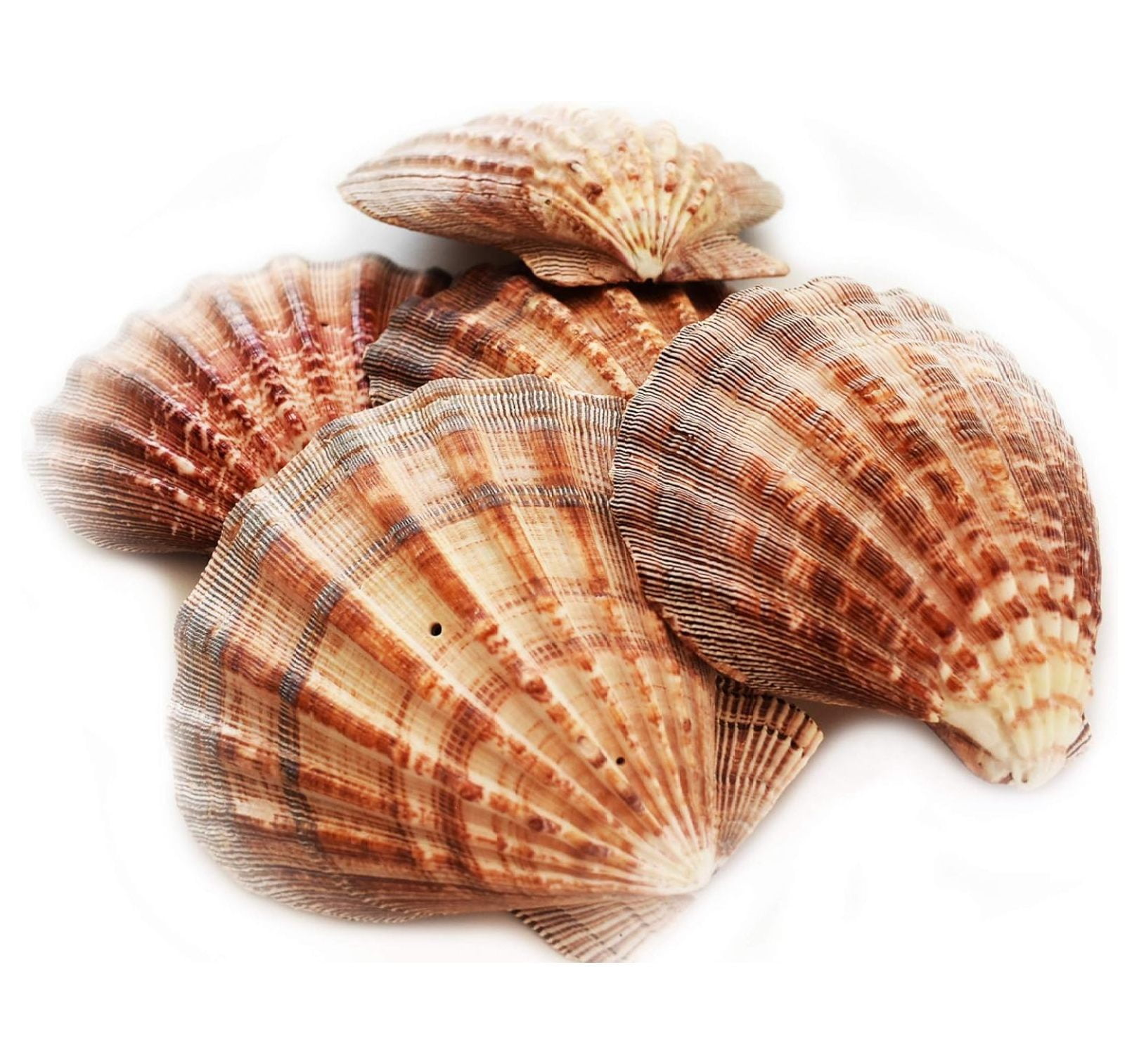 Set of 4 Large Paw Scallops 5-6" Seashell for Baking Smudging Crafts ...