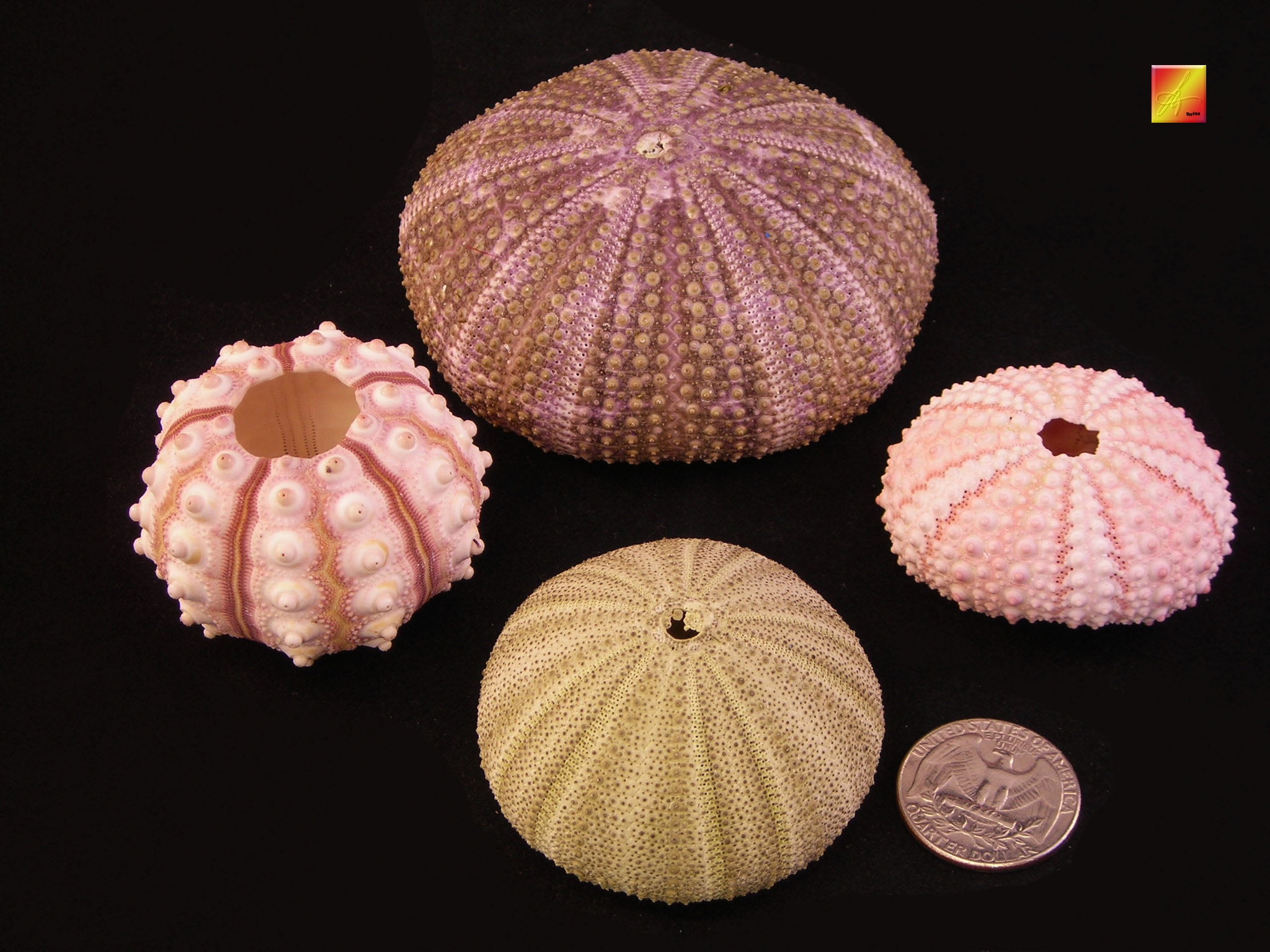 Set of 4 Sea Urchin Shells: Natural Pink, Green, Sputnik and Alfonso ...