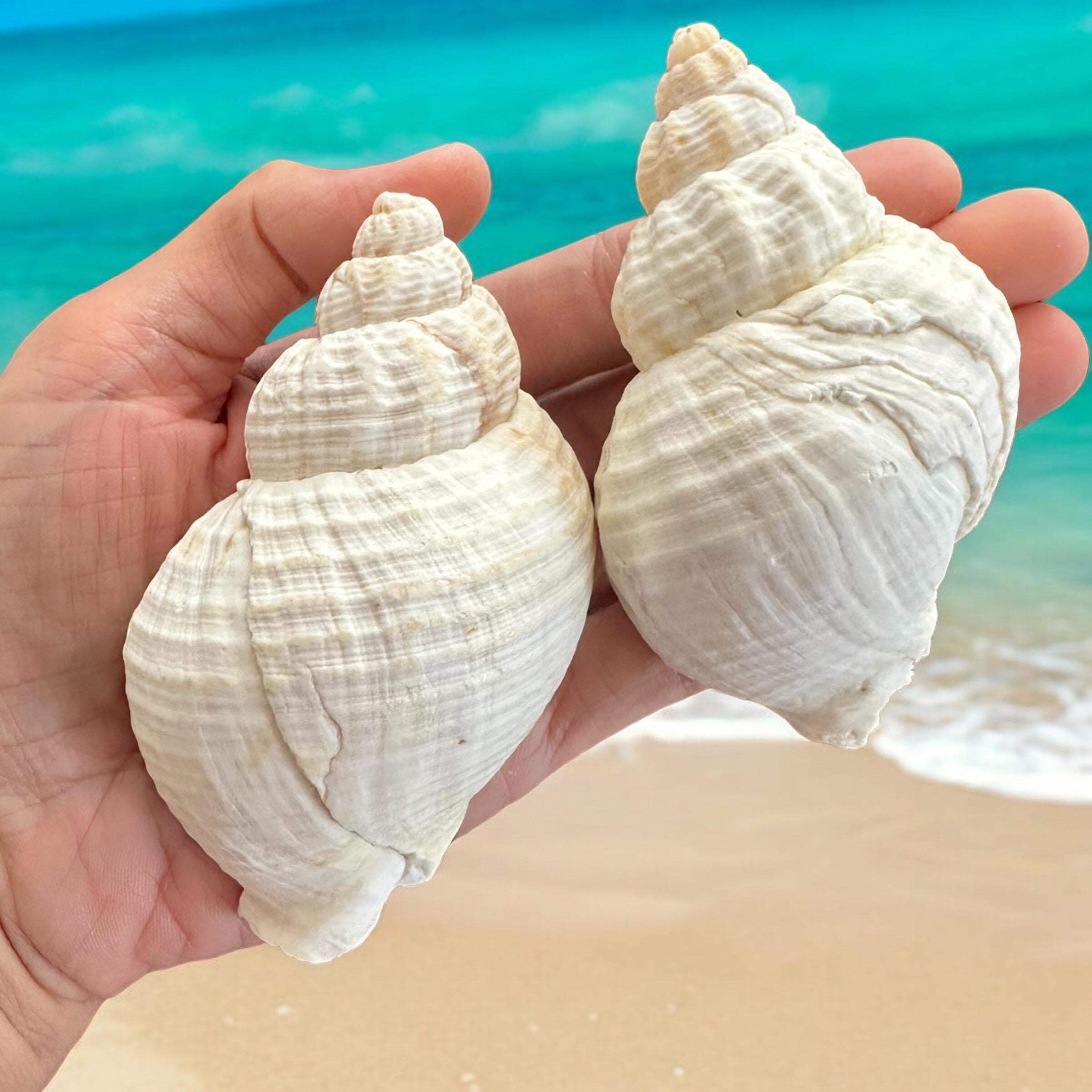 Set of 5 - Rare Large Conch Seashells Set White Natural Beach Home ...