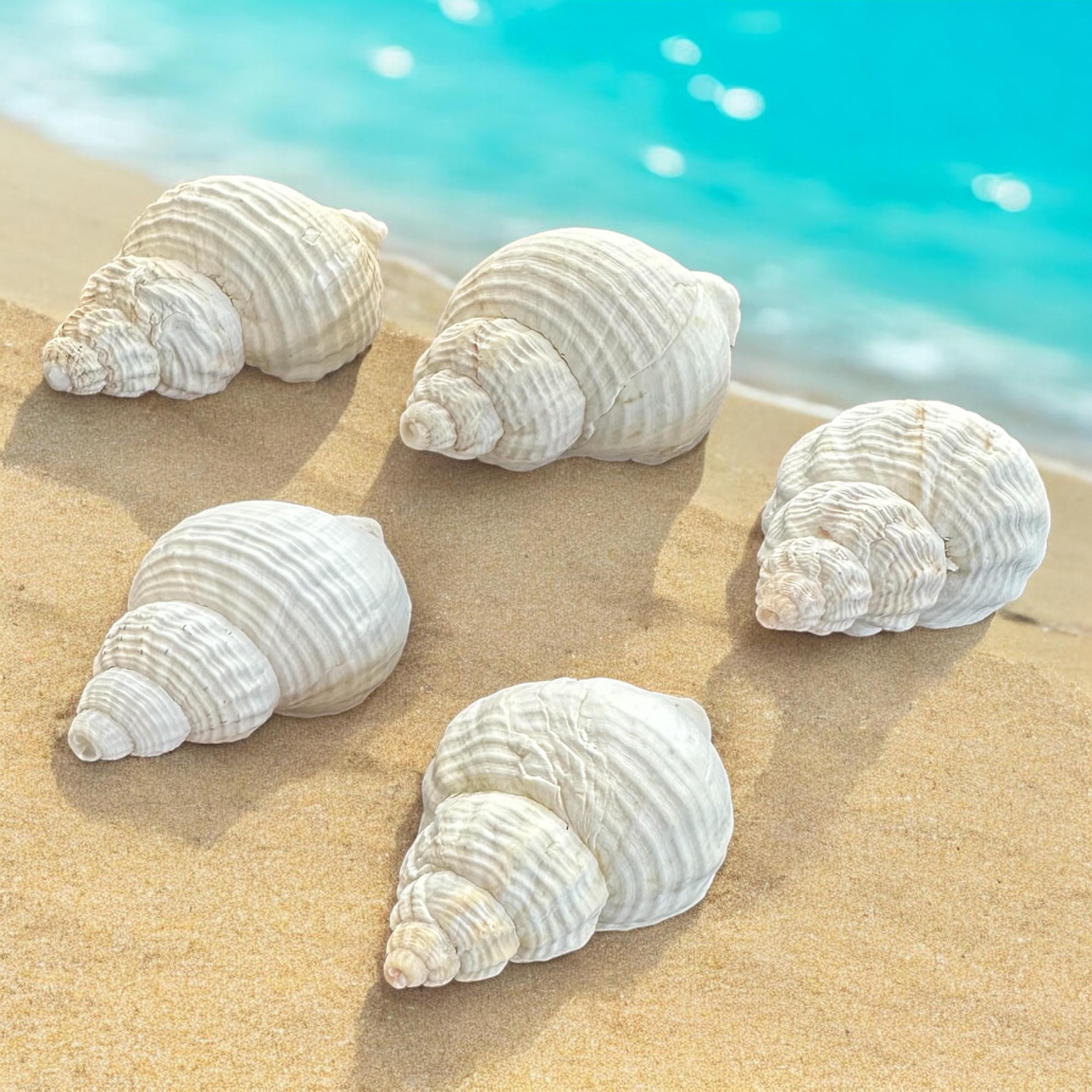 Set of 5 - Rare Large Conch Seashells Set White Natural Beach Home ...