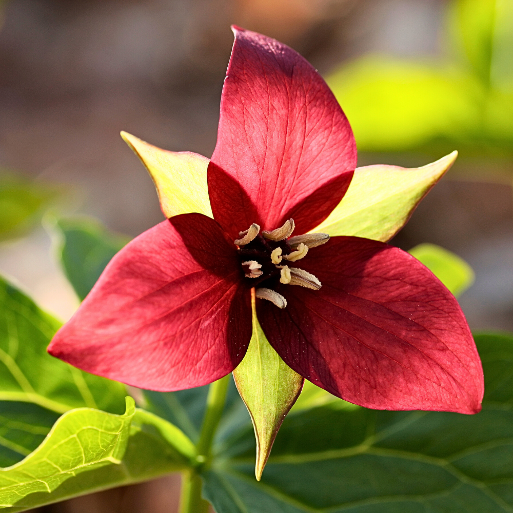 Set of 5 Red Trillium Dormant Bulbs, Wood Lily, Red Flower for Outdoor ...