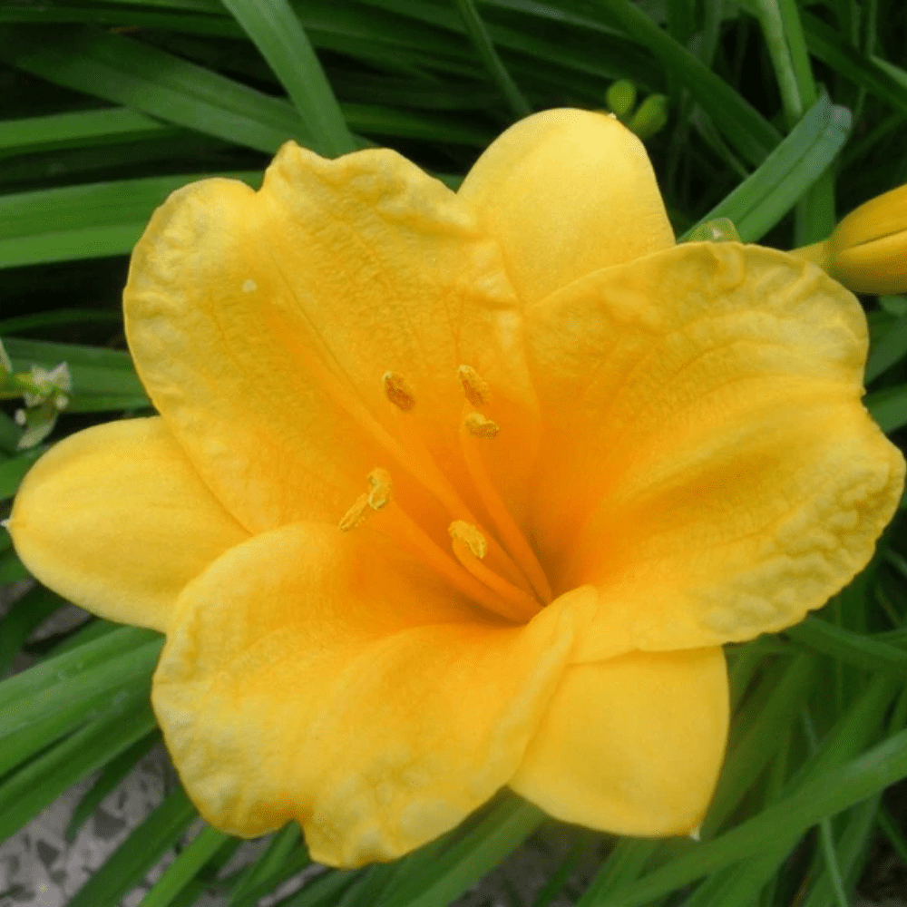 Set of 5 Roots Compact Yellow Reblooming Daylily Tree, Dormant, Hardy ...