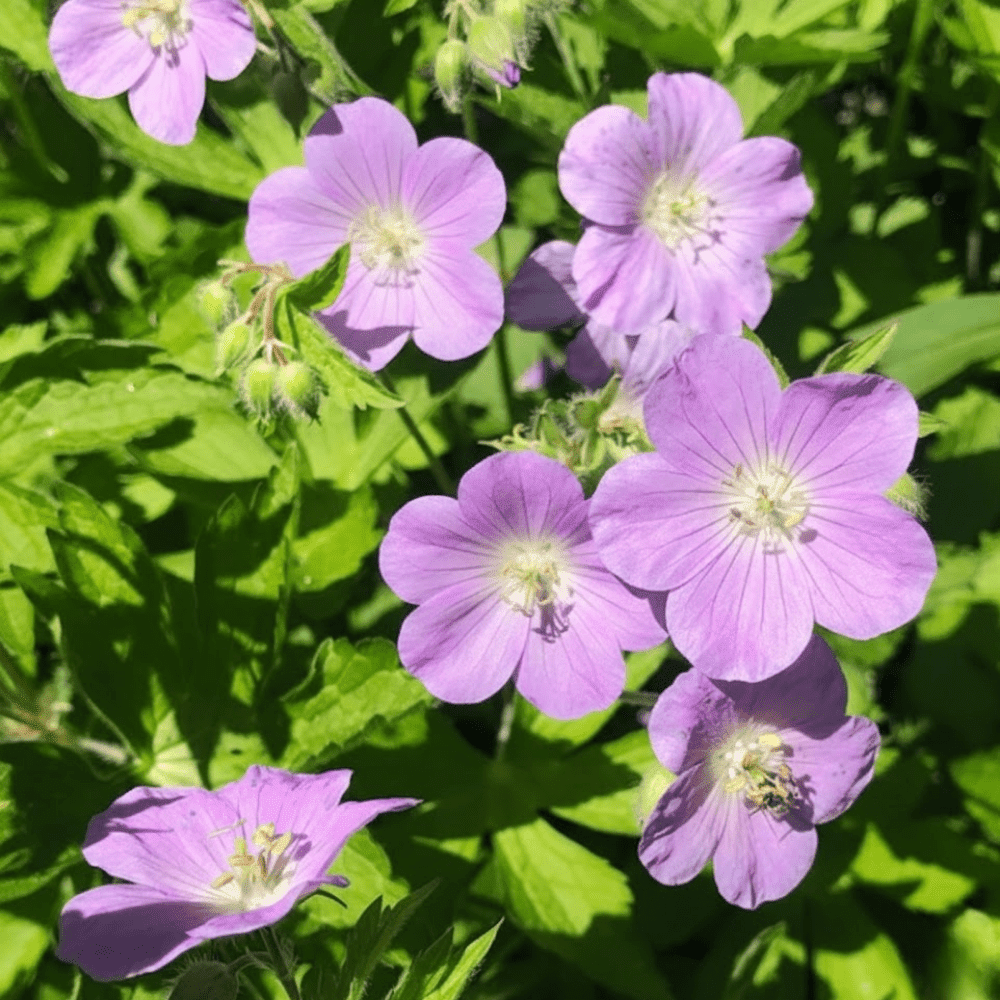 Set of 5 Wild Geranium Tree Plant, Wild Geranium Roots, Dormant Roots ...