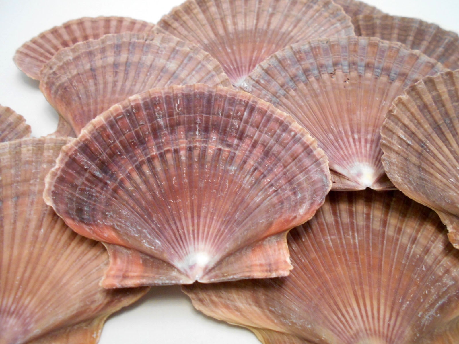 Set of 50 Beautiful Mexican Flat Scallops Shells Seashells (about 3 ...