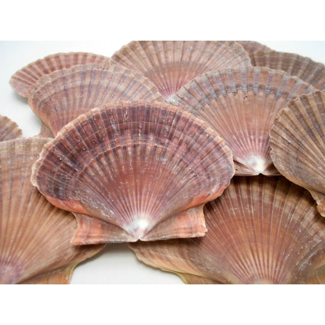 Set of 50 Beautiful Mexican Flat Scallops Shells Seashells (about 3 ...