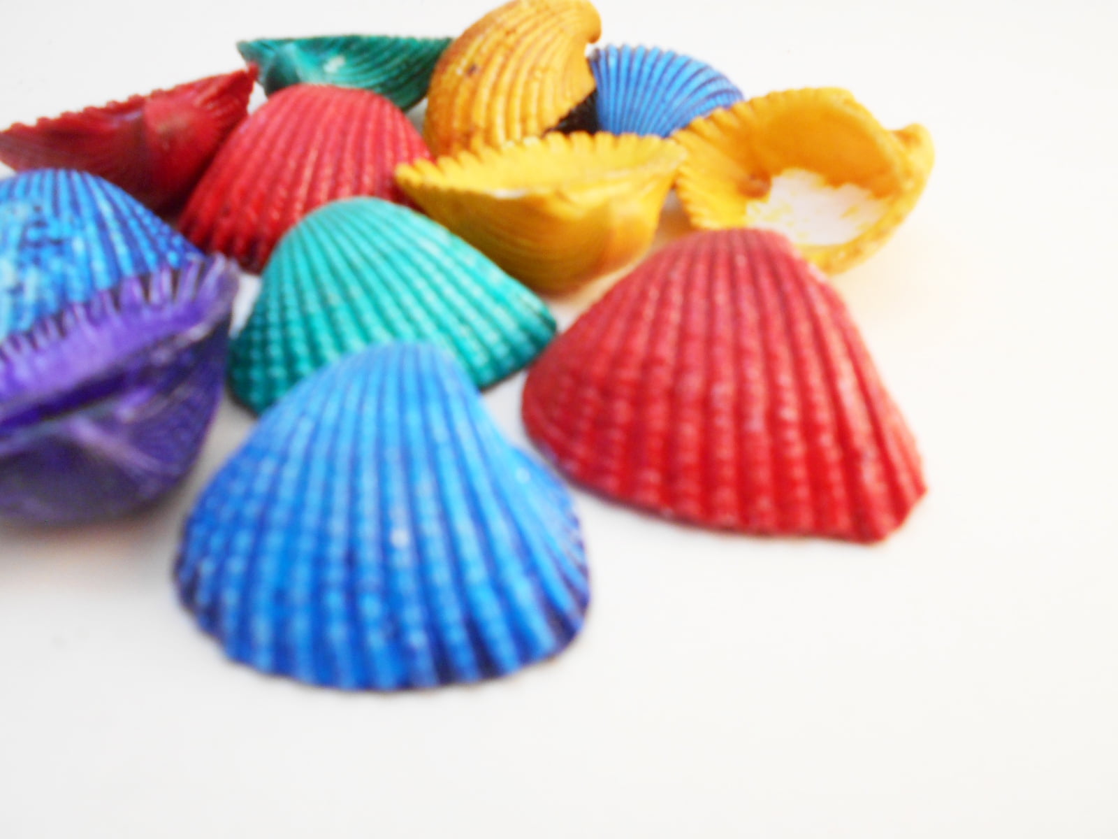 Set of 50 Large Dyed Ark Shells Seashells (1 1/2-1 3/4") Beach Hobby ...