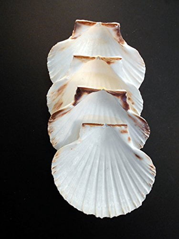 Set of 50 Large White Baking Scallop (3.5-4 Inch) Restaurant Quality ...