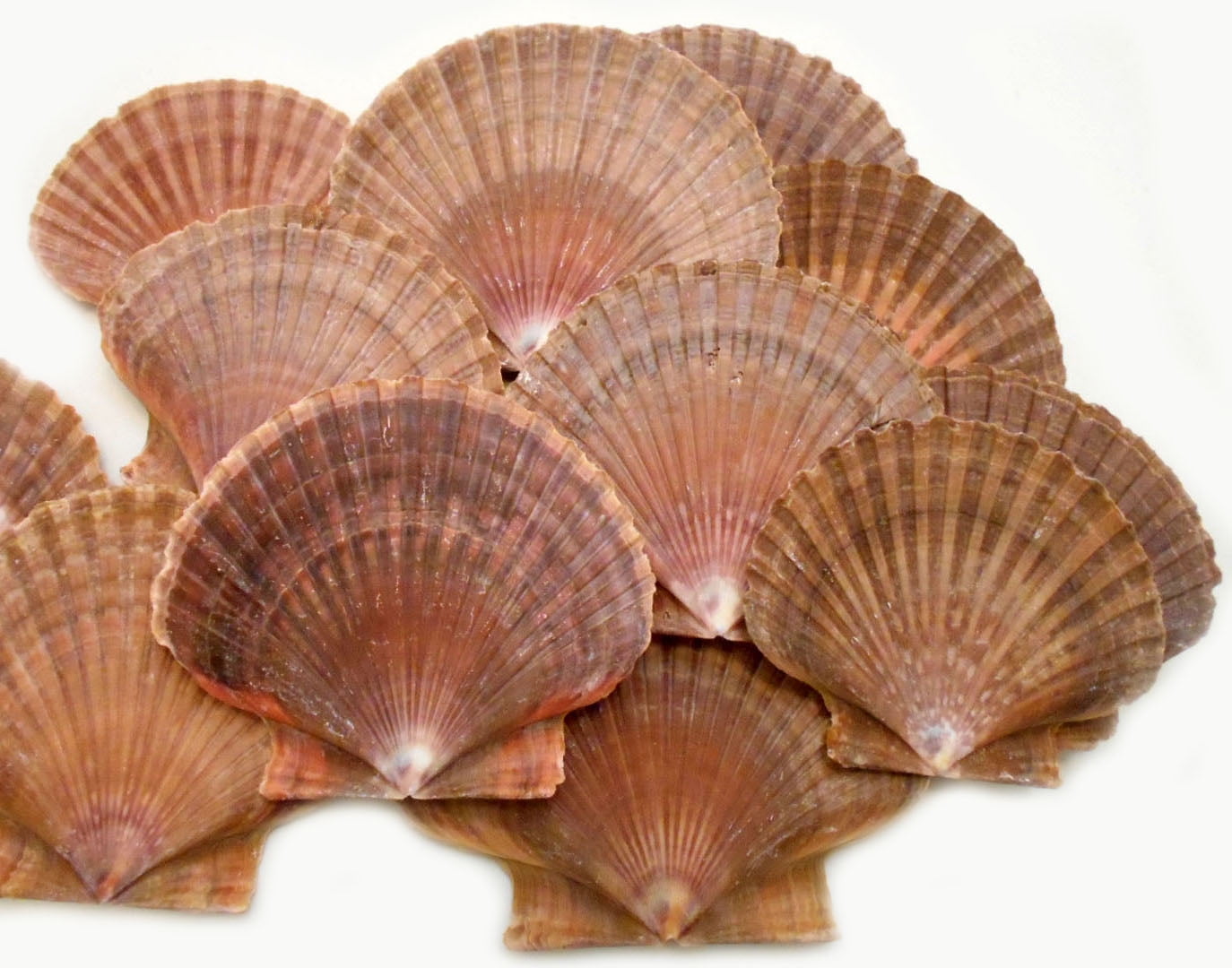 Set of 50: Mexican Flat Scallop Shells Seashells Large 3" Crafts ...