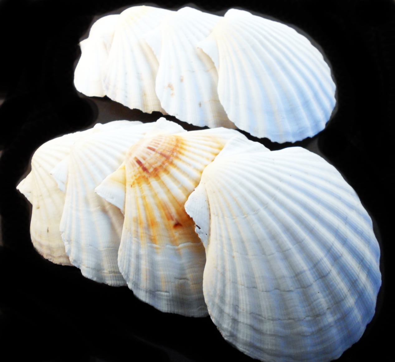 Set of 50 Real Baking Scallop Shells (3 1/2"-3 7/8") for Cooking ...