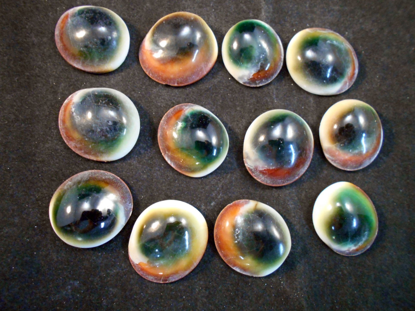 Set of 50 Red Cat Eye Shells (Shiva Shells) Operculum (Size (small) 1/2 ...