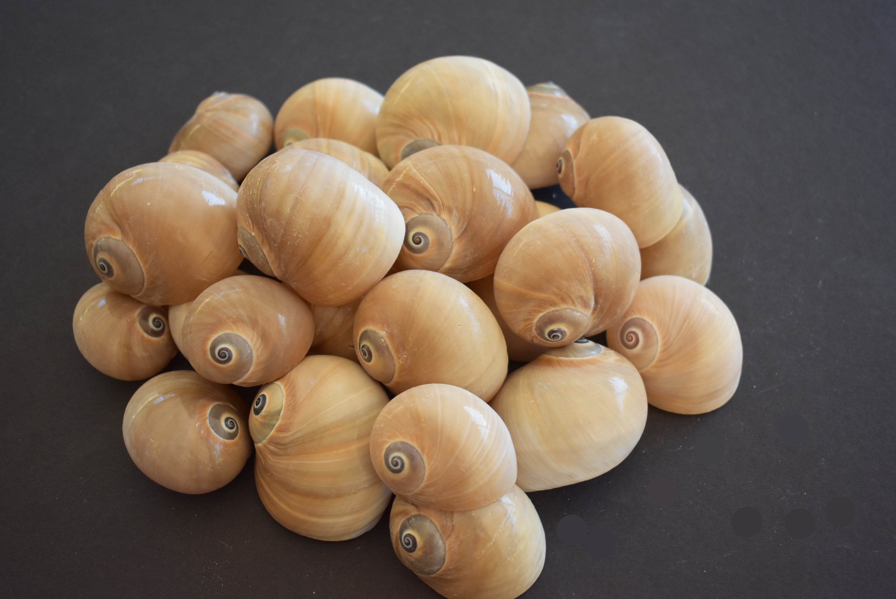 Set of 50 Select Whales Eye Moon Shells Seashells (1.5-2" / 1 1/8 ...