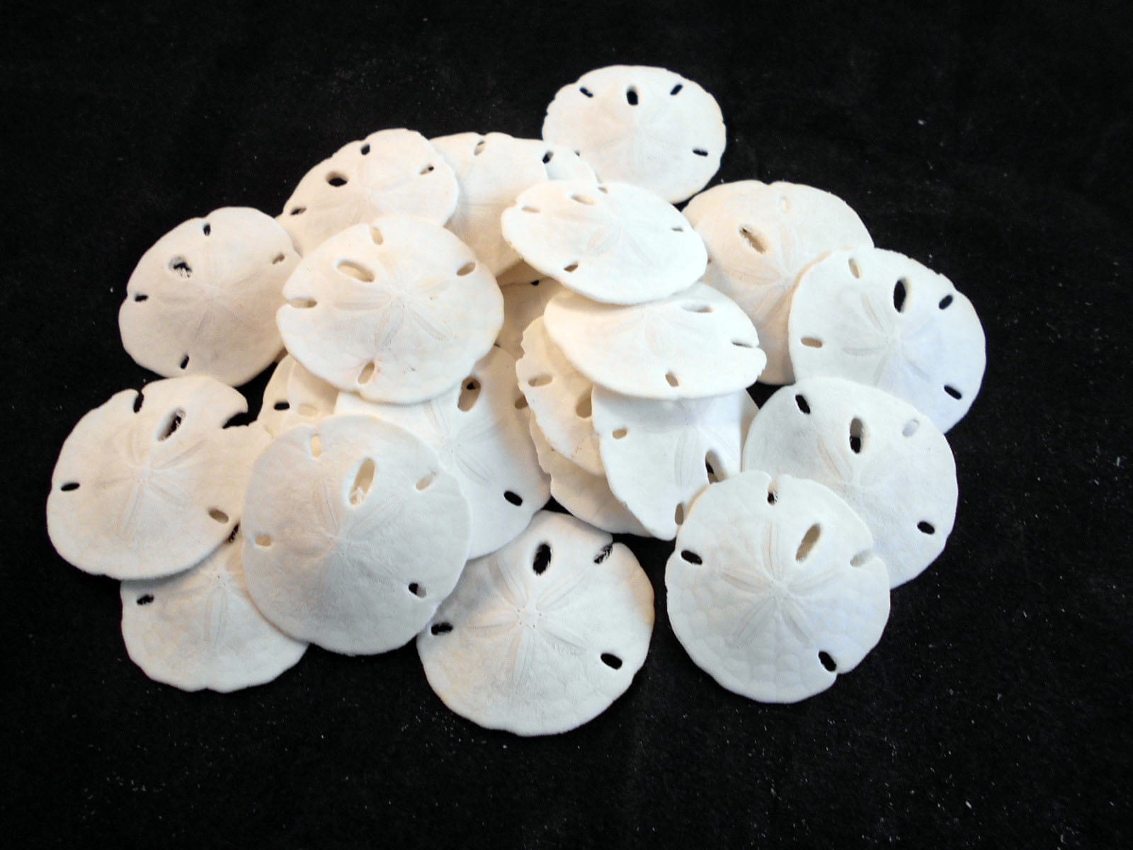 Set of 50 Small White Florida Sand Dollars (3/4" - 1" / 19-26 mm) Beach ...