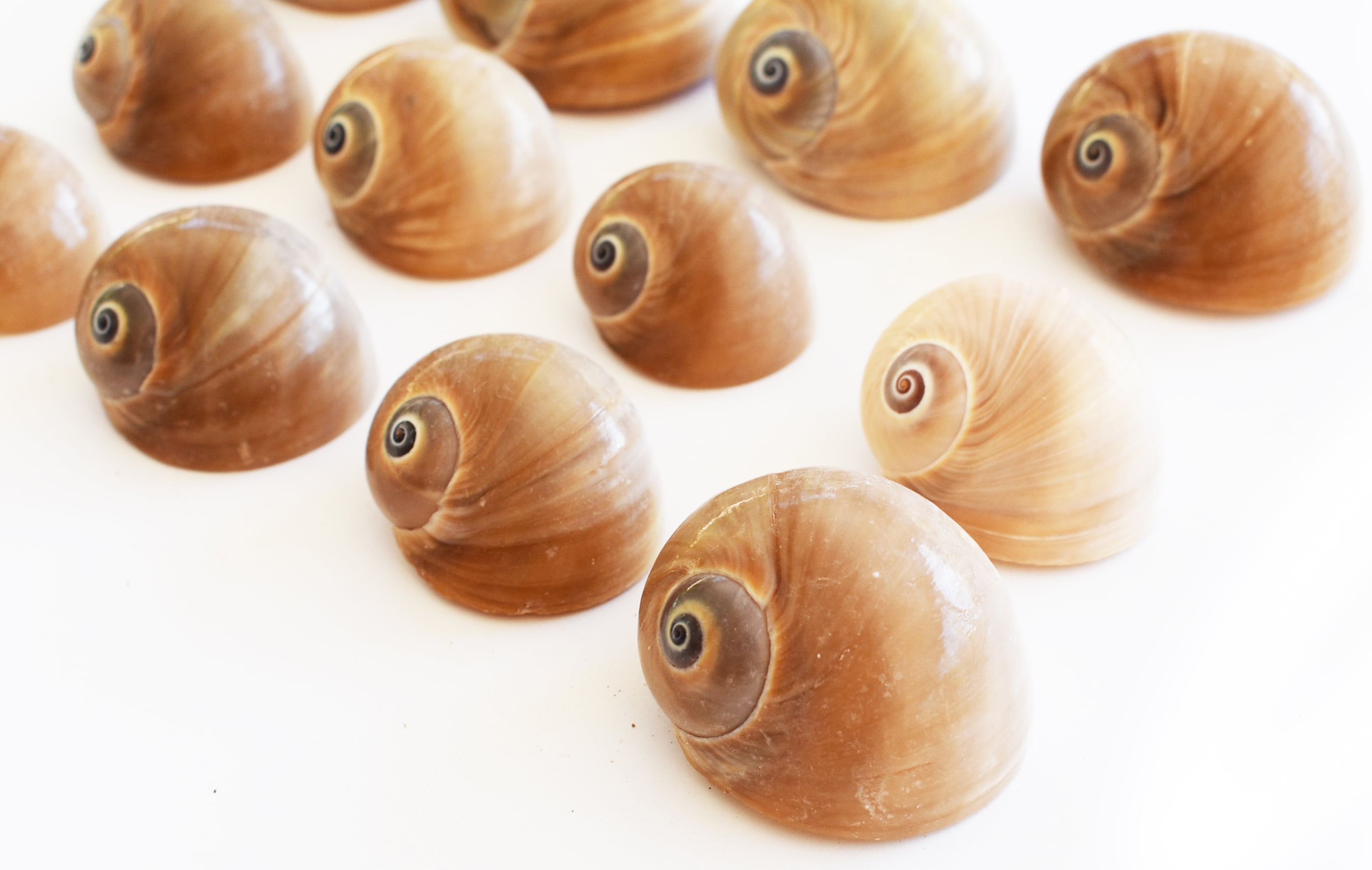 Set of 50 Whales Eye Moon Shells (1 1/2" - 2") Coastal Arts & Crafts ...