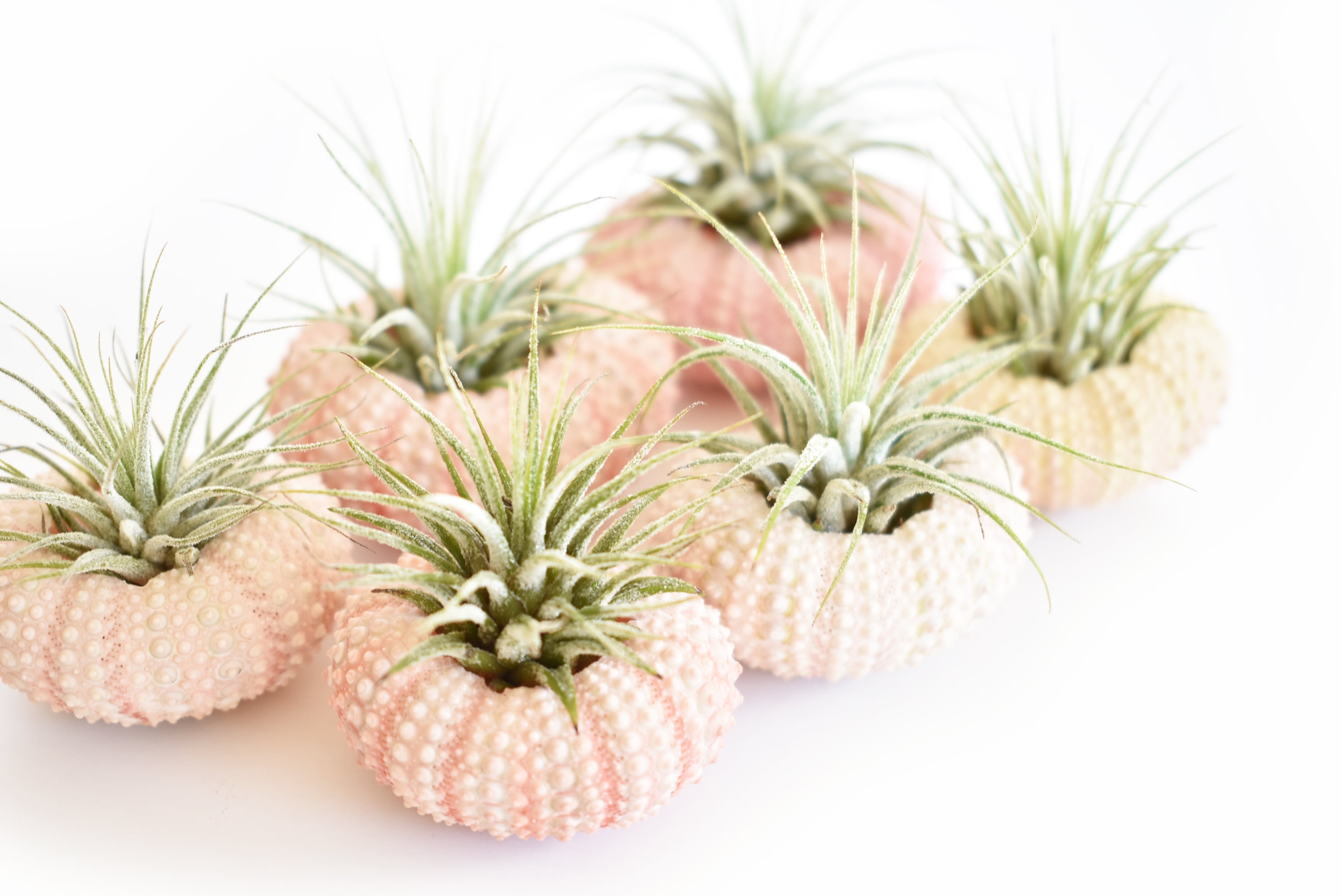 Set of 6 Beautiful Air Plants w. Pink Sea Urchins Nautical Gift Beach ...