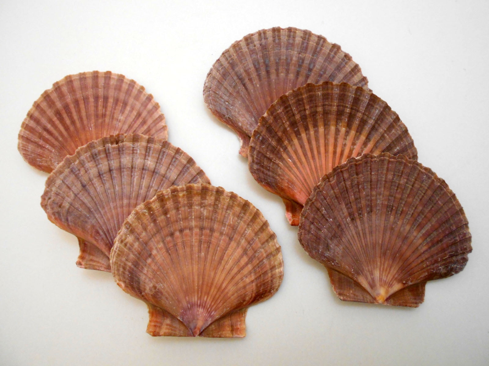 Set of 6 Beautiful Mexican Flat Scallops Shells Seashells (about 3 ...