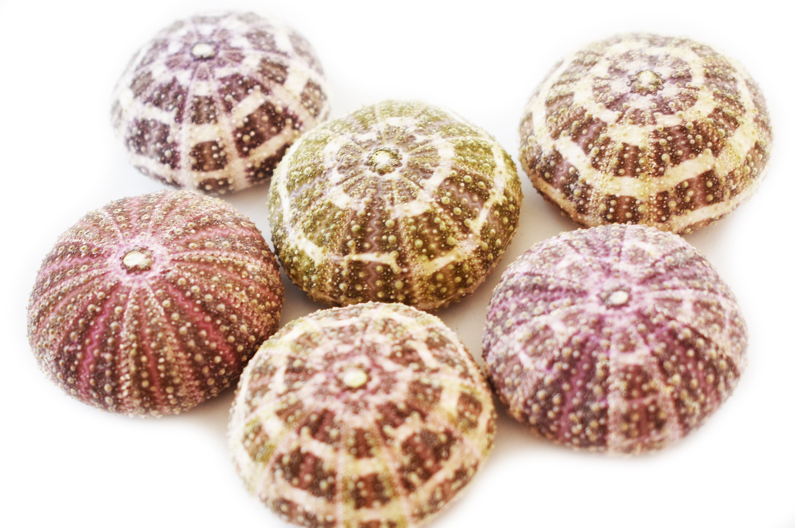 Set of 6 Beautiful Small Alfonso Gator Sea Urchins 2"- 3" Coastal Beach ...