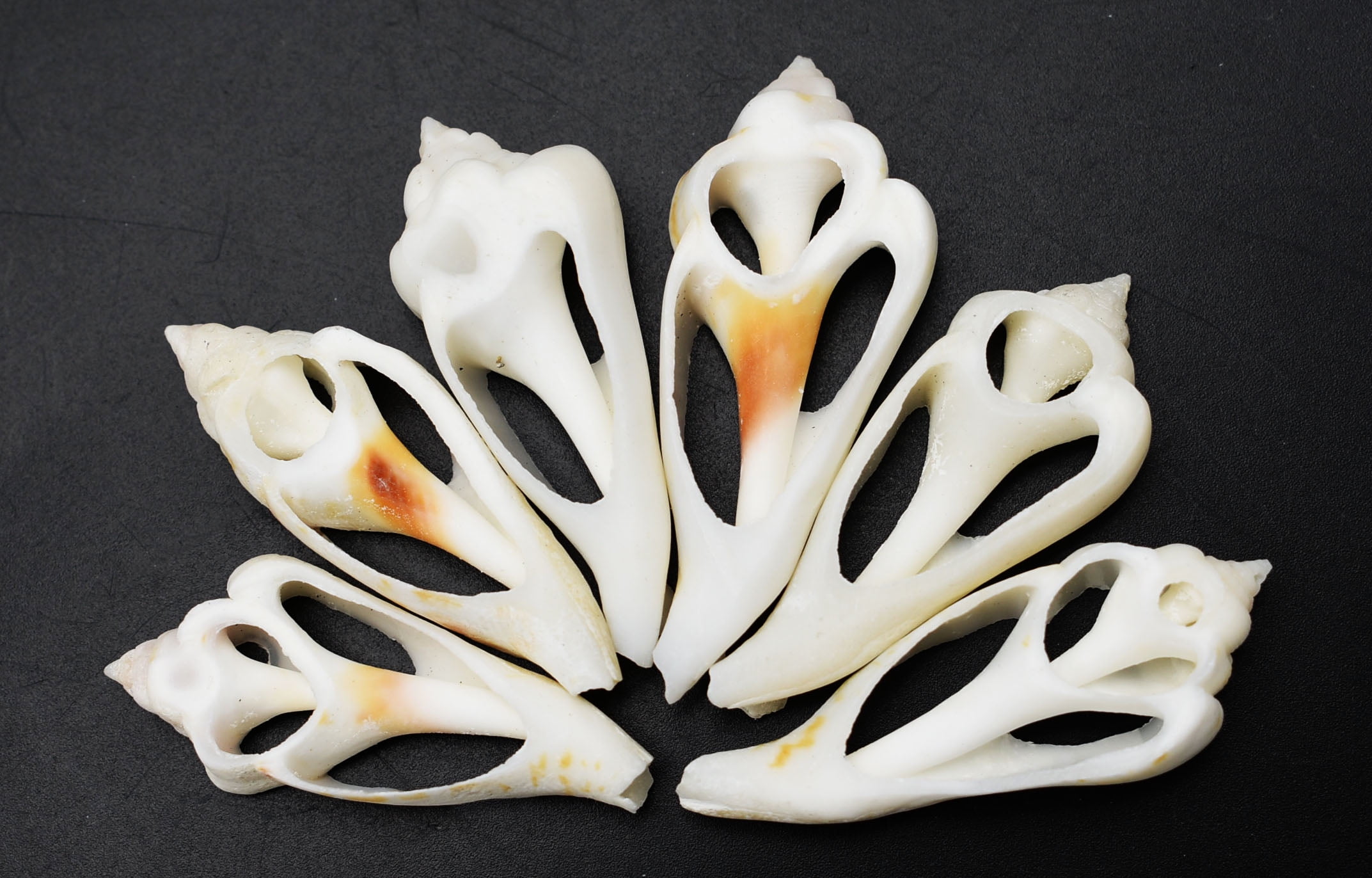 Set of 6 Center Cut White Chula Shells (1 1/2 - 2") for Beach Crafts ...
